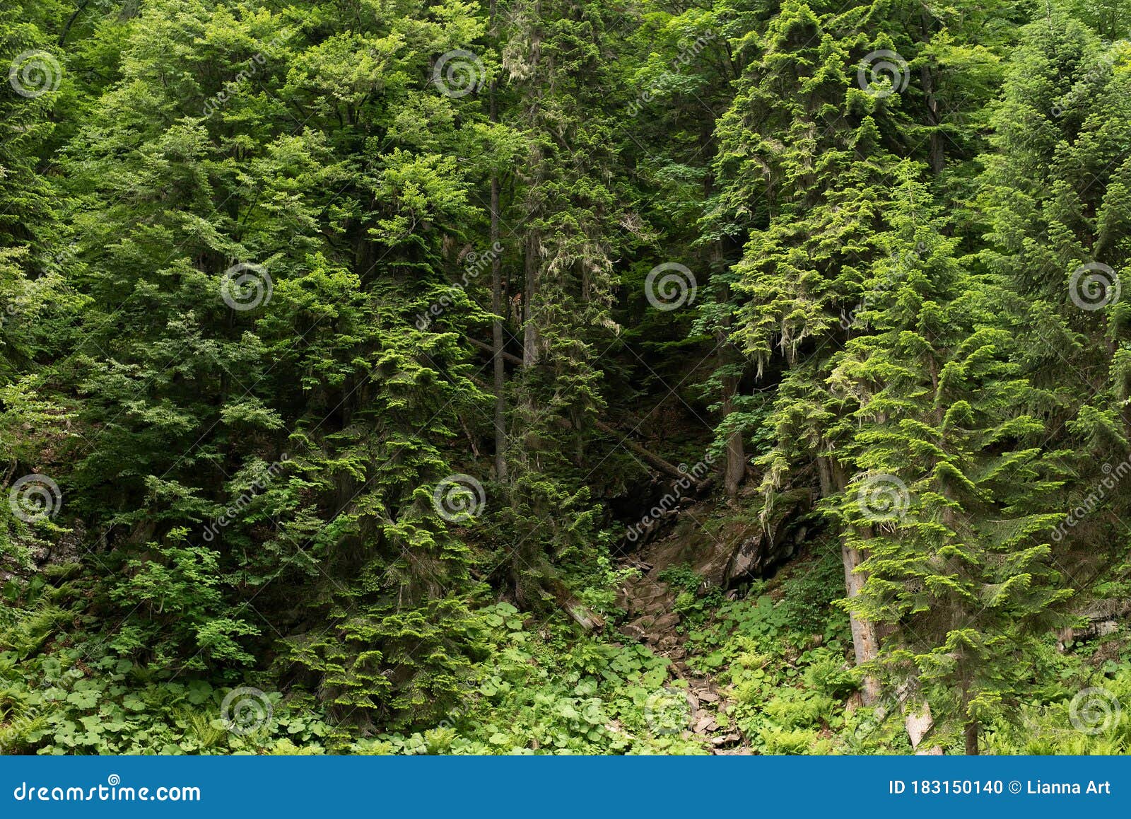 Subtropical Rain Green Forest with Many Trees Stock Photo - Image of ...
