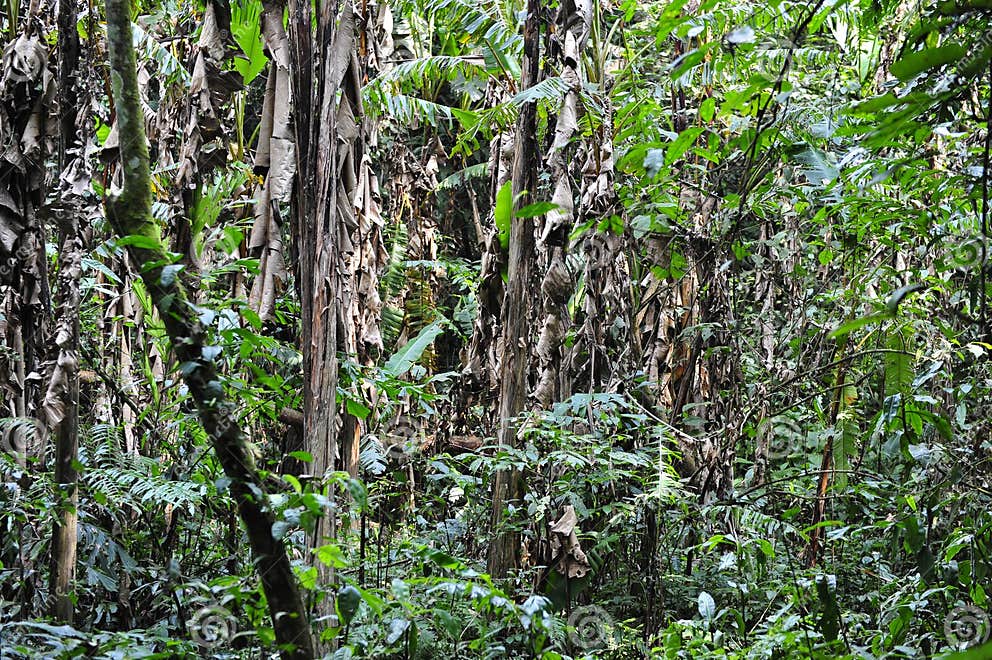 Subtropisch Regenwoud stock afbeelding. Image of subtropisch - 28605463