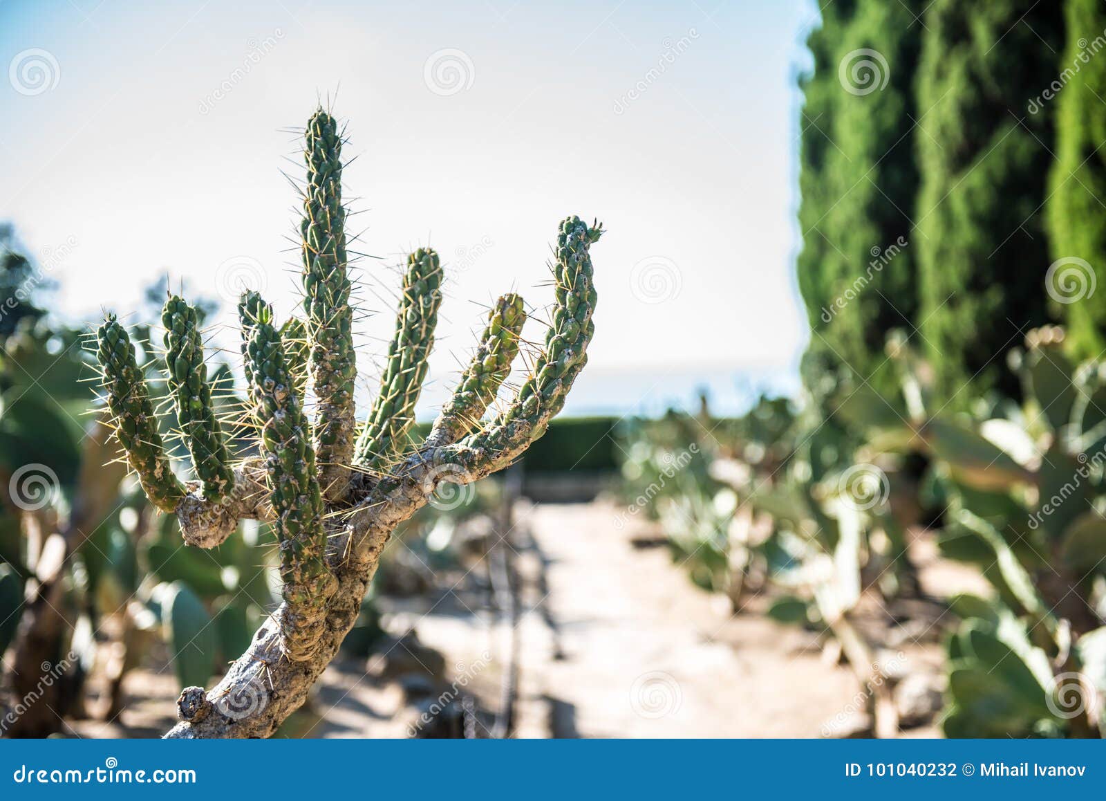 Subulata De Austrocylindropuntia, Perno Del ` S De Eve Foto de archivo ...