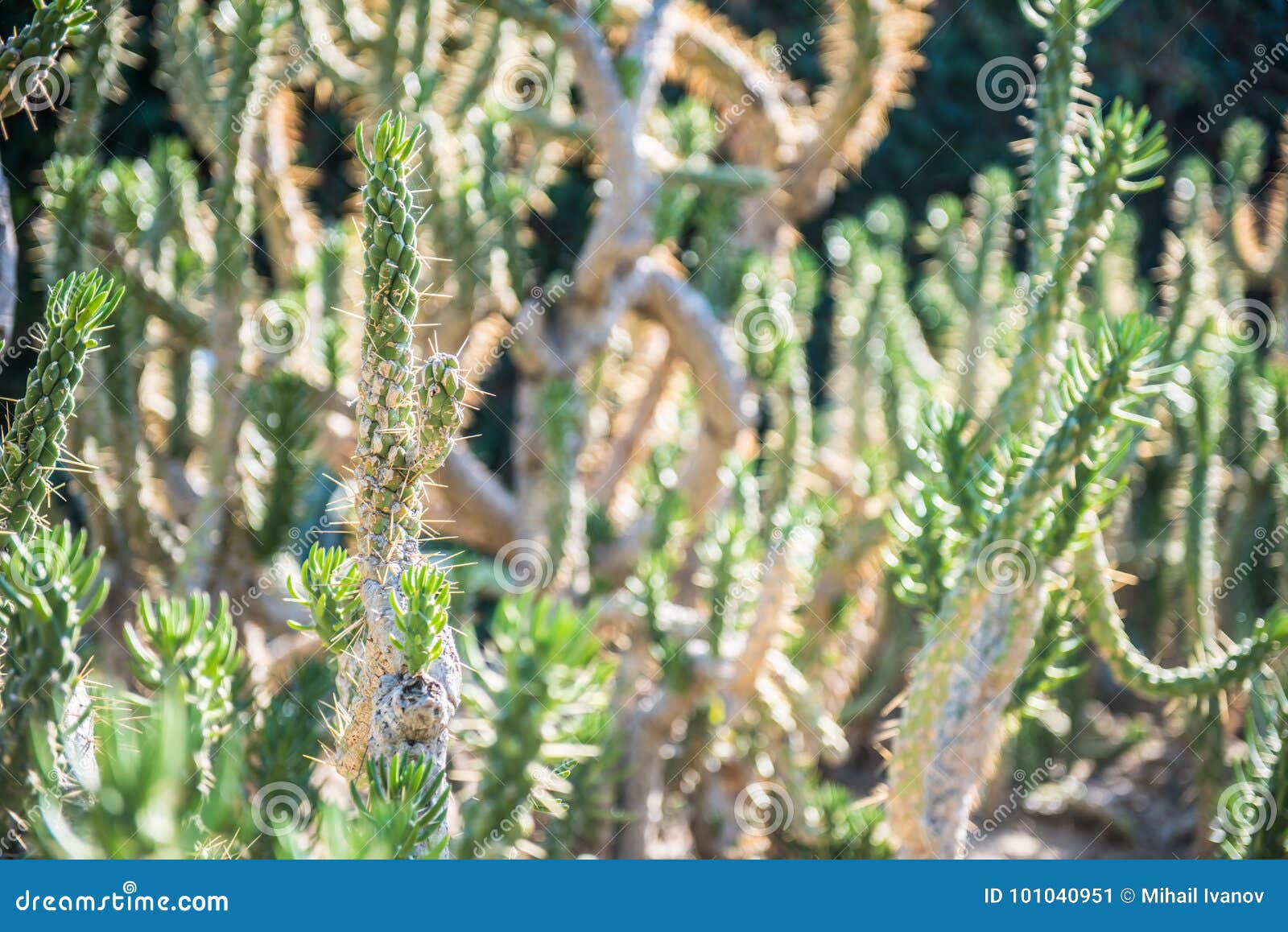 Subulata De Austrocylindropuntia, Perno Del ` S De Eve Imagen de ...
