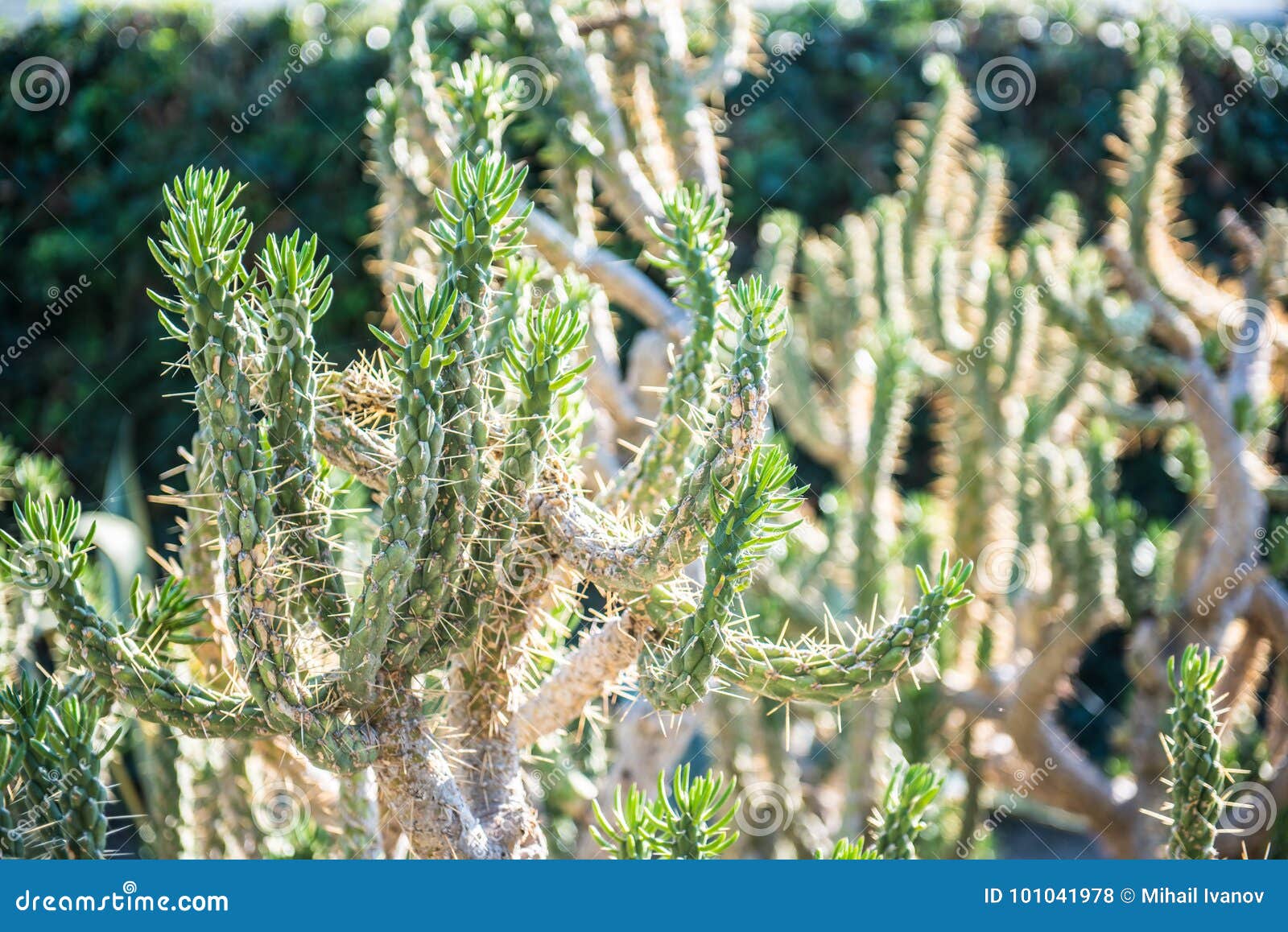 Subulata De Austrocylindropuntia, Perno Del ` S De Eve Foto de archivo ...