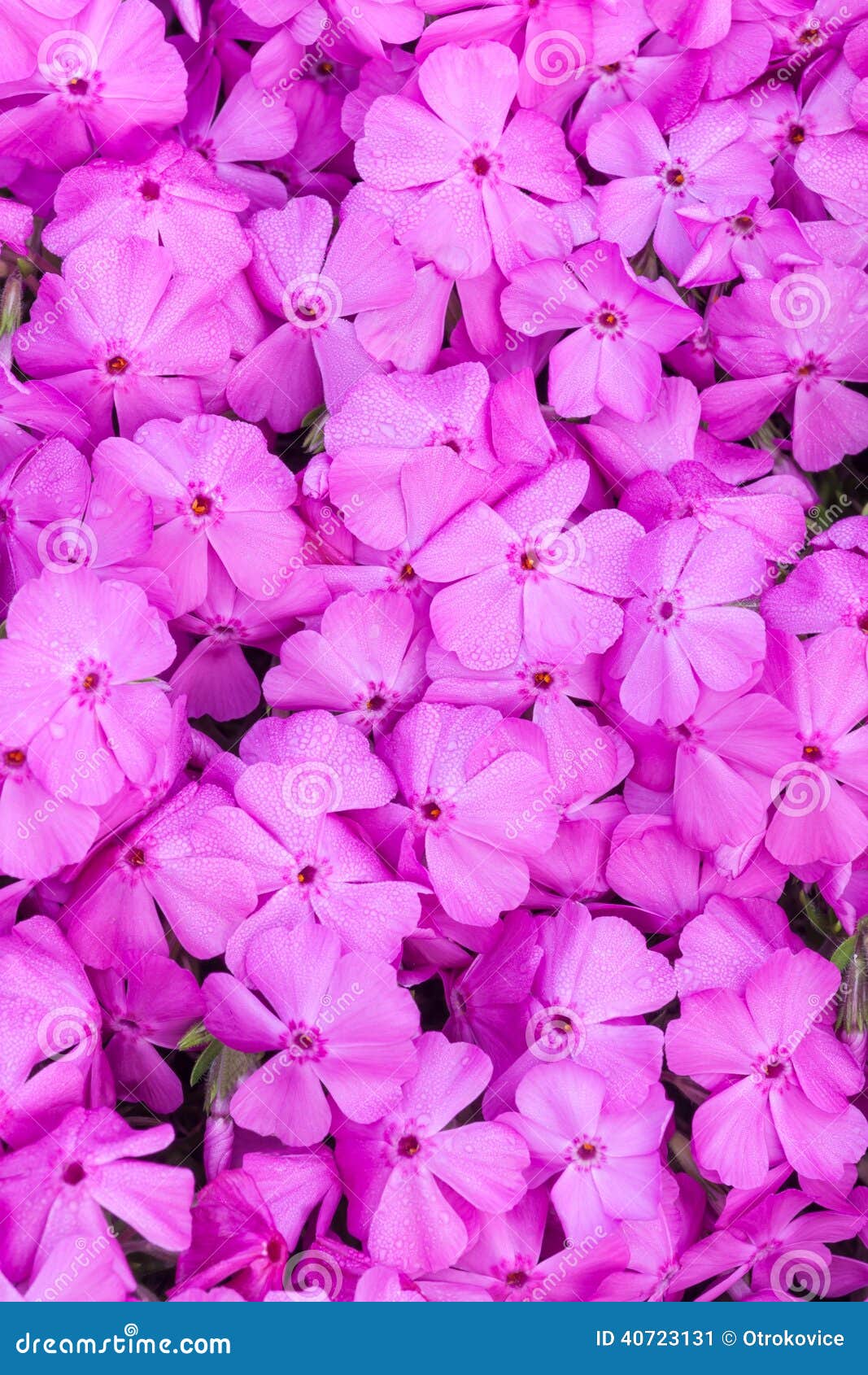 Subulata del Phlox imagen de archivo. Imagen de rosa - 40723131