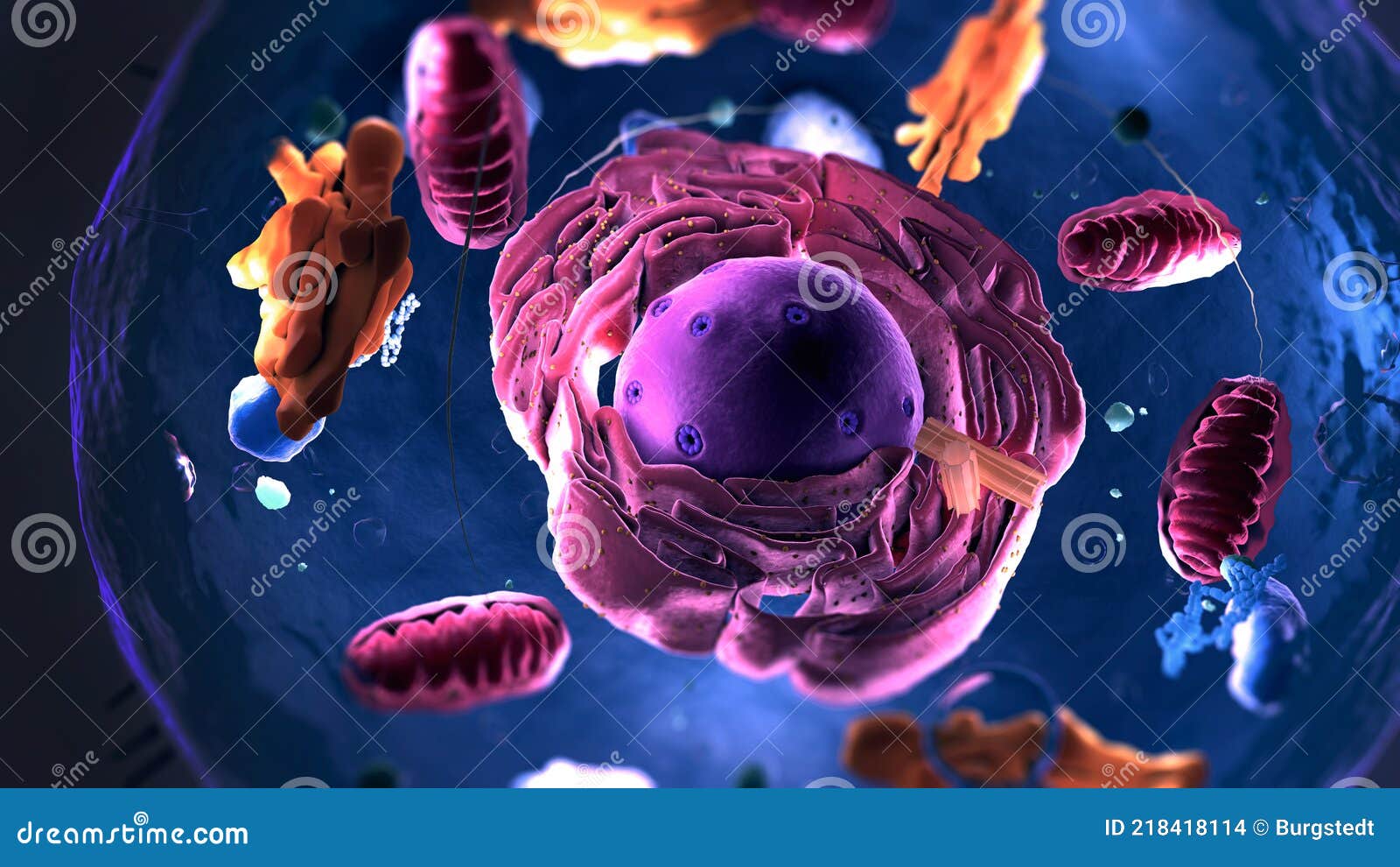 Subunits Inside Eukaryotic Cell, Nucleus And Organelles And Plasma ...