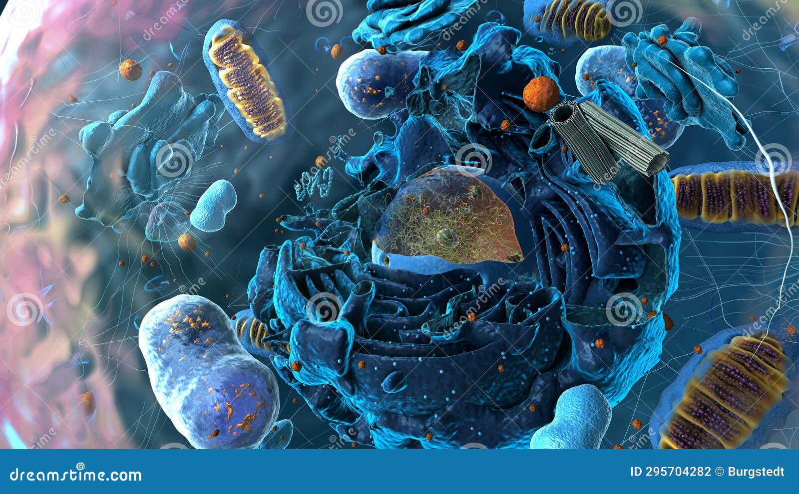 Subunits Inside Eukaryotic Cell, Nucleus and Organelles and Plasma ...