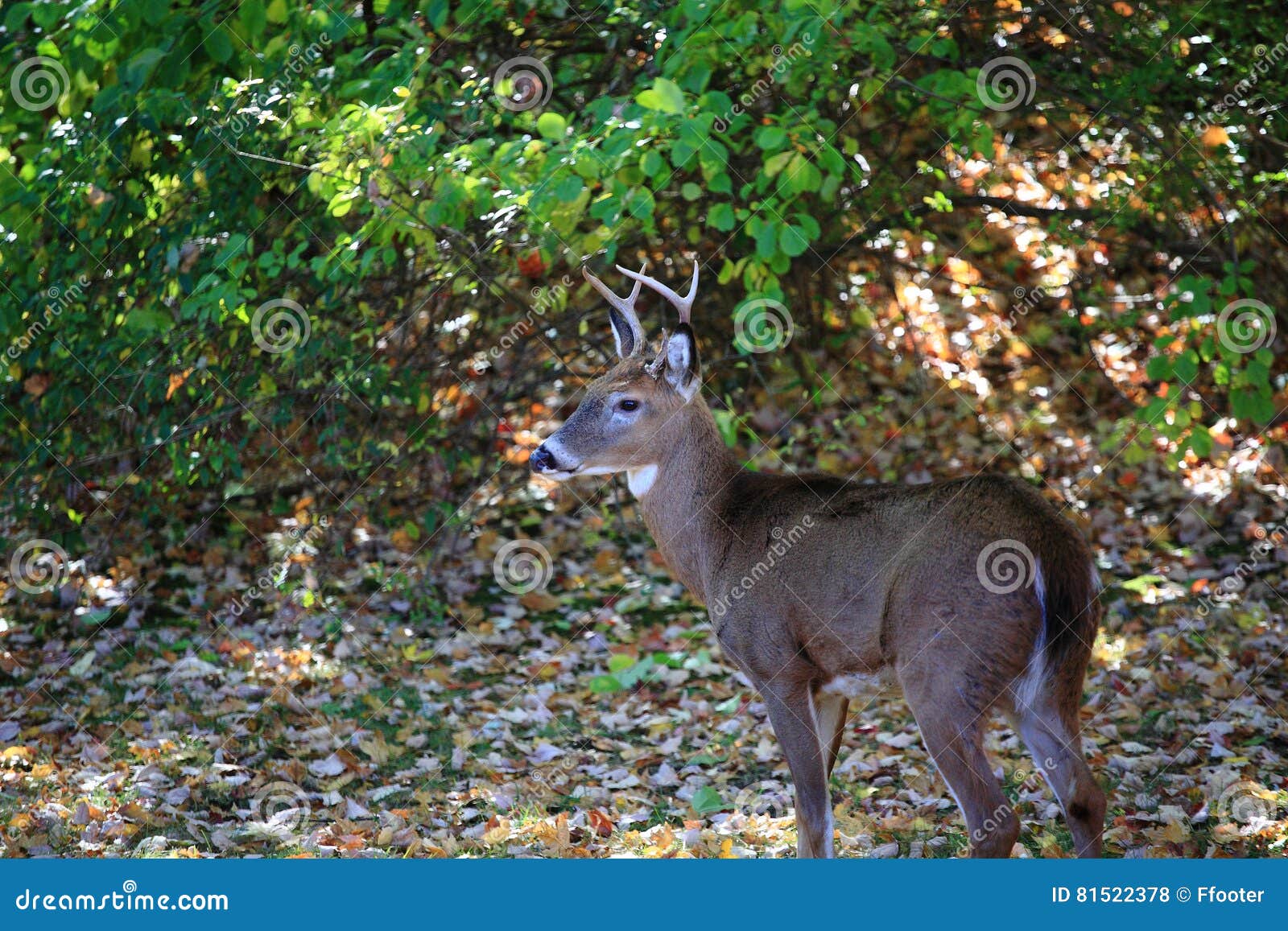 Suburban Backyard Deer stock photo. Image of velvet, season - 81522378