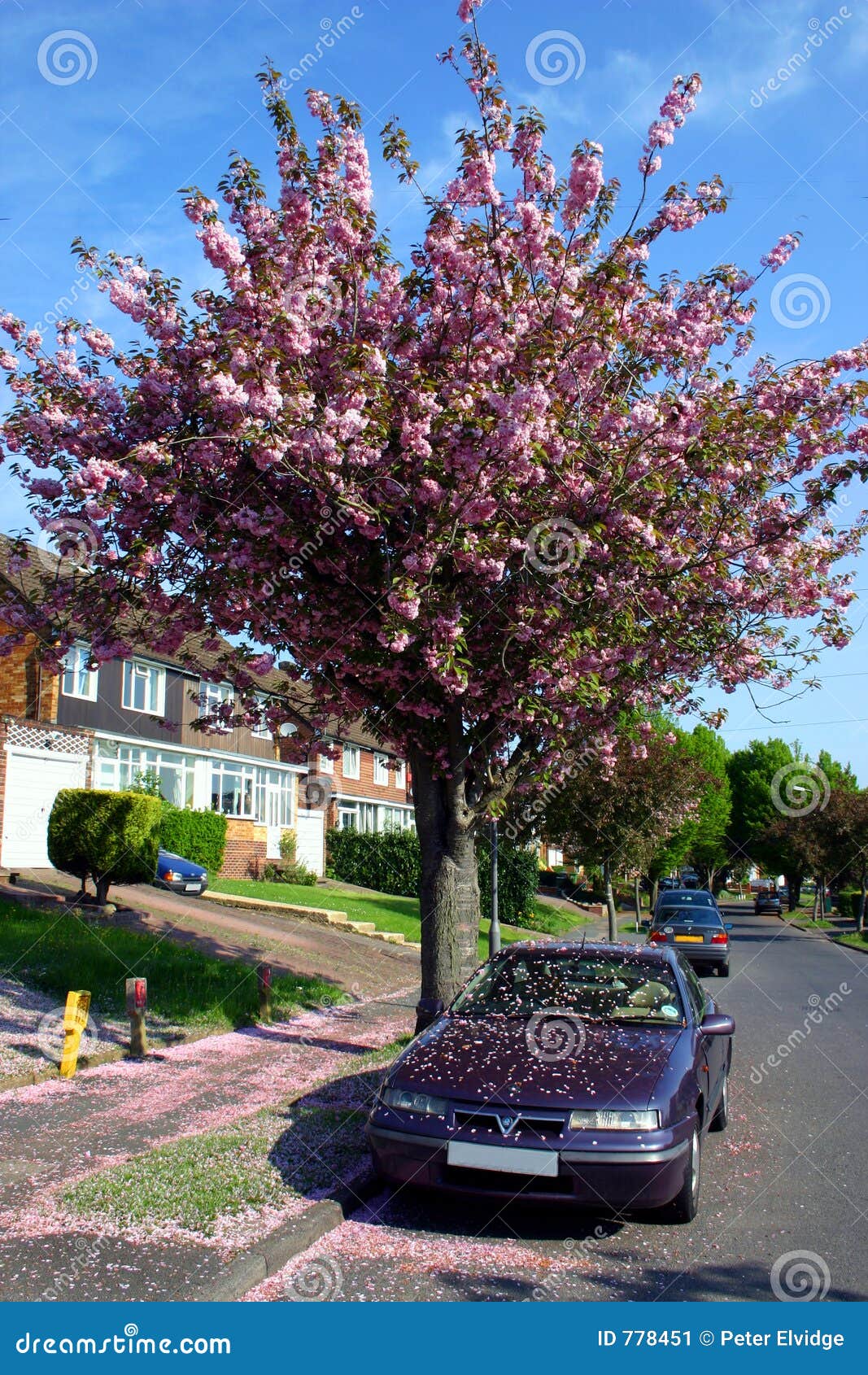 Suburban Spring stock image. Image of road, cherry, flowers - 778451