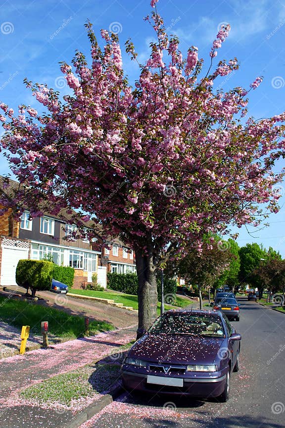 Suburban Spring stock image. Image of road, cherry, flowers - 778451