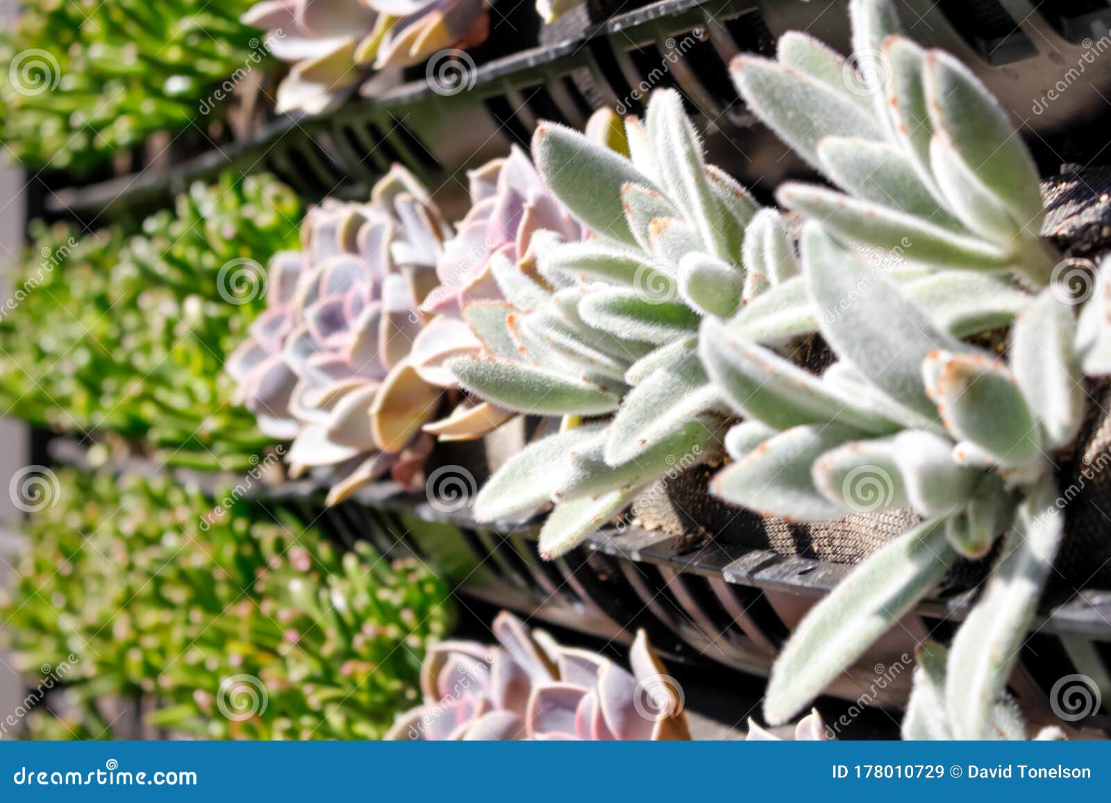 Succ Wall Stock Photos - Free & Royalty-Free Stock Photos from Dreamstime