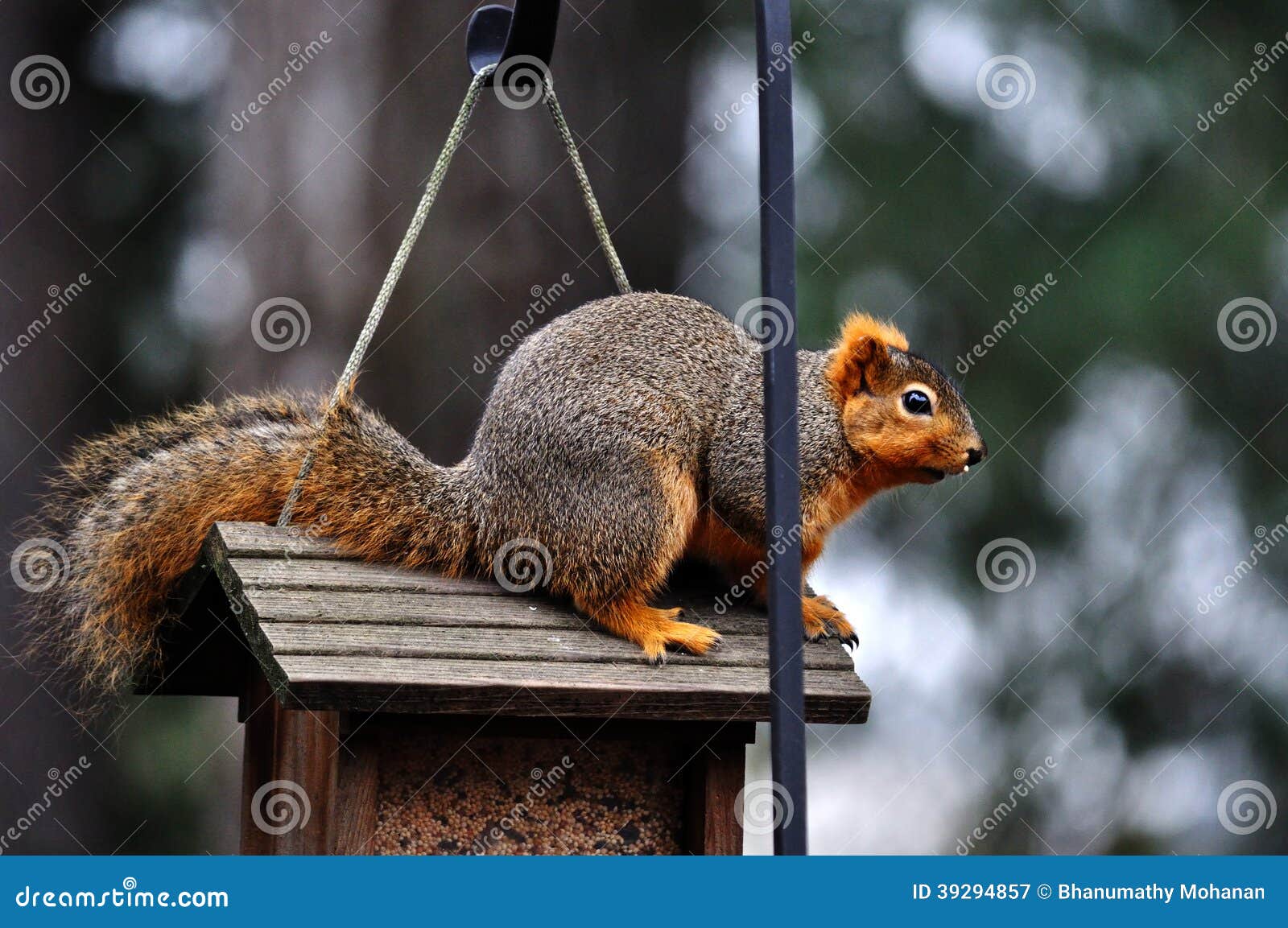 Success stock image. Image of squirrel, fruits, delightful - 39294857