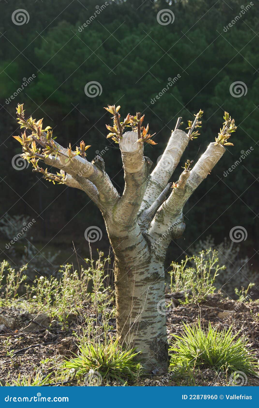Successful Grafting On An Apple Tree Royalty-Free Stock Photography ...