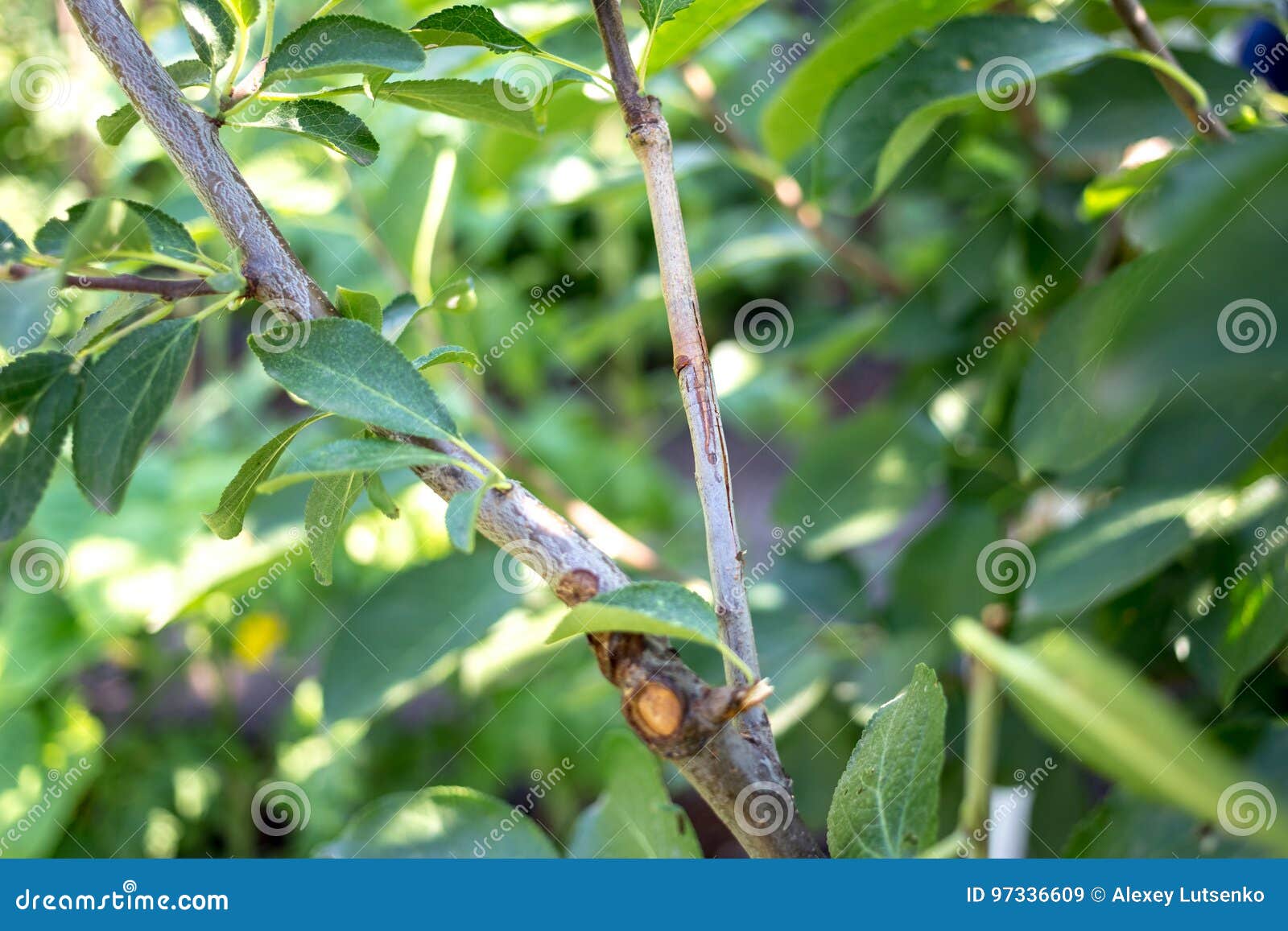 Successful Graft on the Tree Branch Stock Image - Image of plants ...
