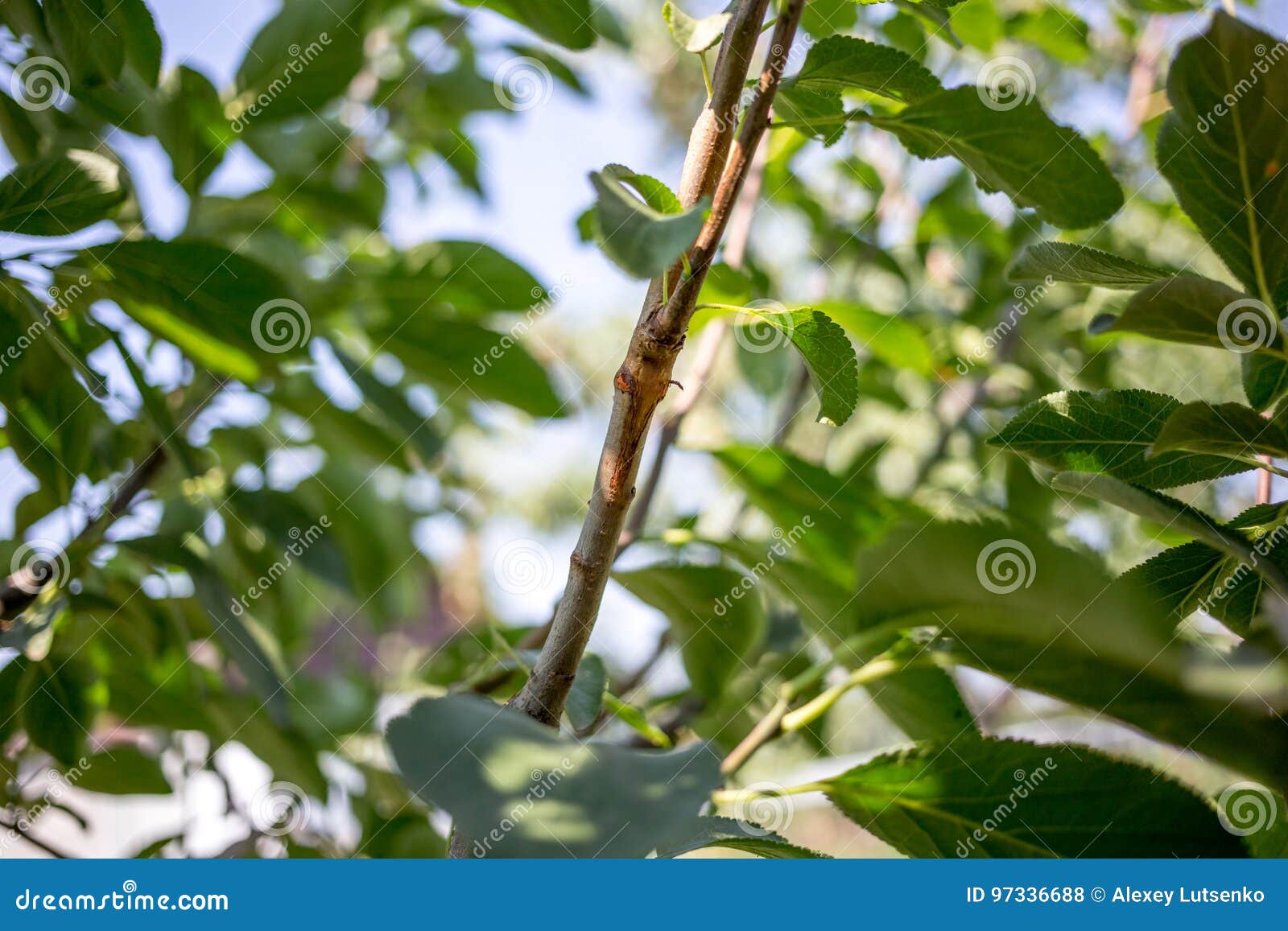 Successful Grafting On An Apple Tree Royalty-Free Stock Photography ...