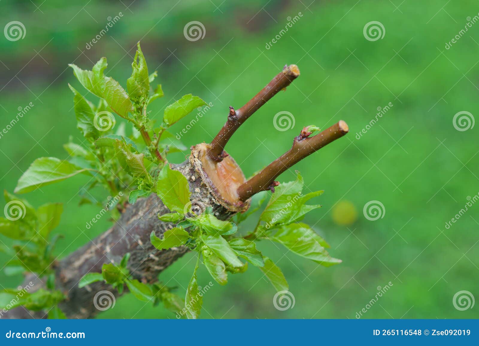 Successful Grafting of an Apple Tree.Vegetative Propagation of Plants ...