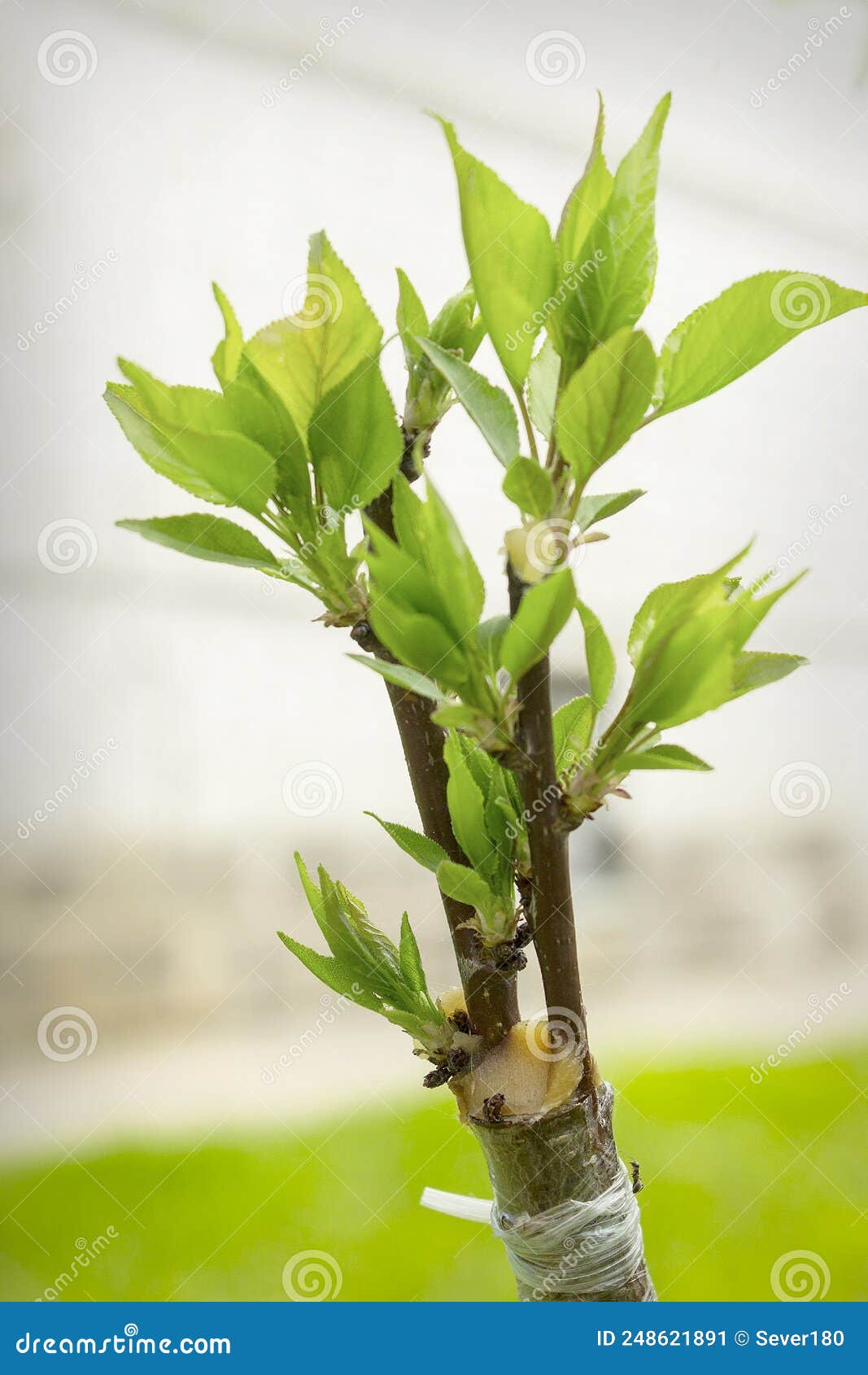 Successful Grafting into a Split on a Plum Tree. Cuttings Took Root ...