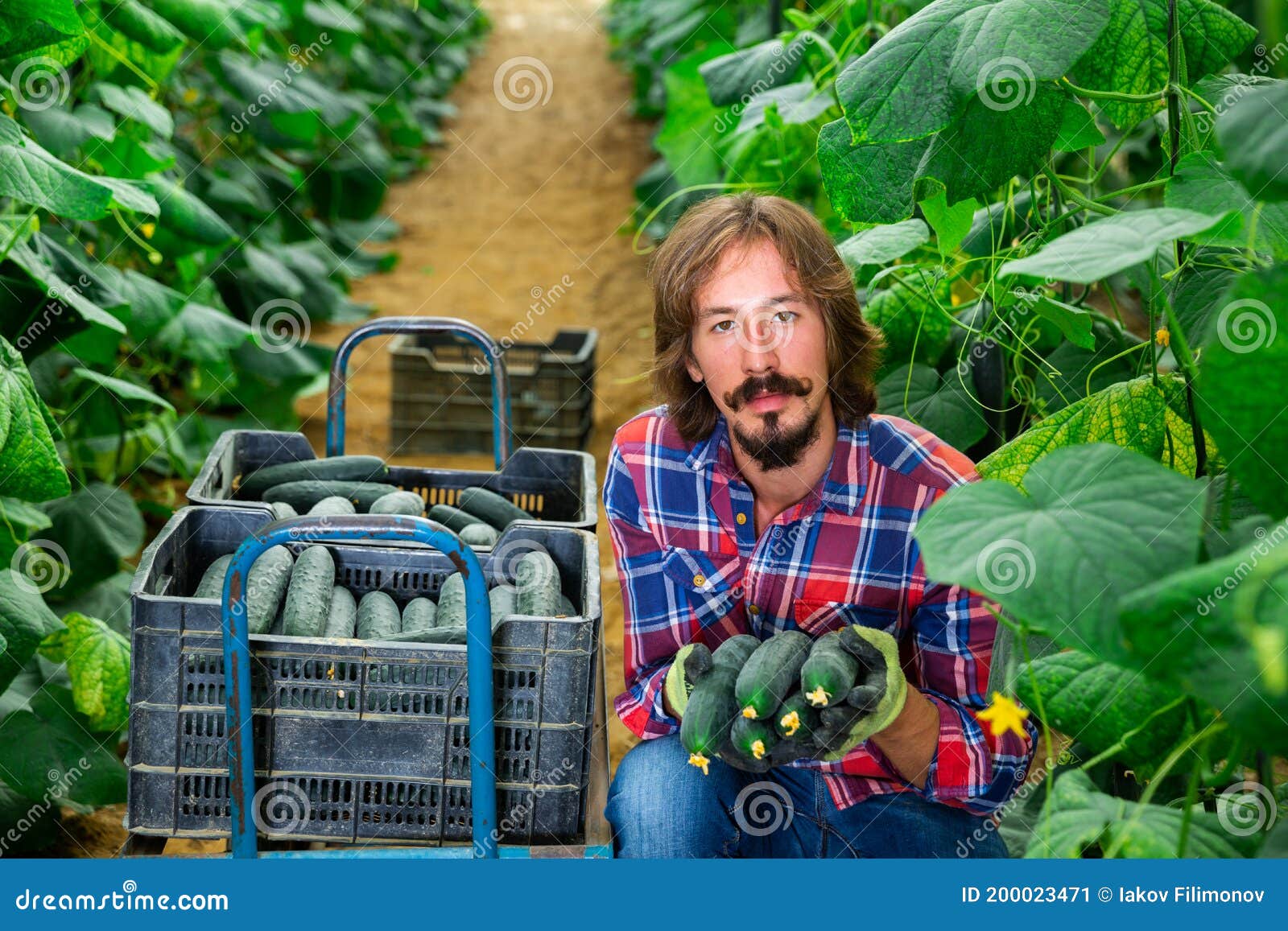 Successful Male Gardener with Cucumbers in Greenhouse Stock Image ...