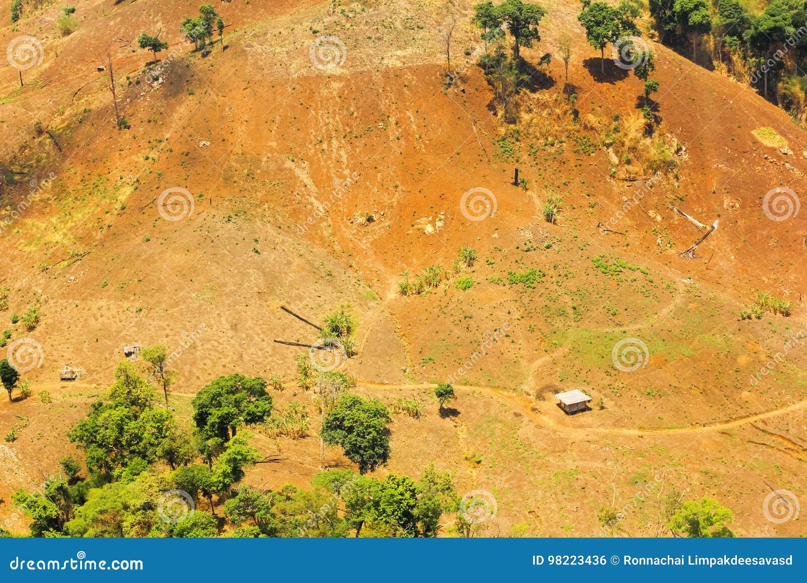 Succession or Encroachment of Tree into a Clearing Stock Photo - Image ...