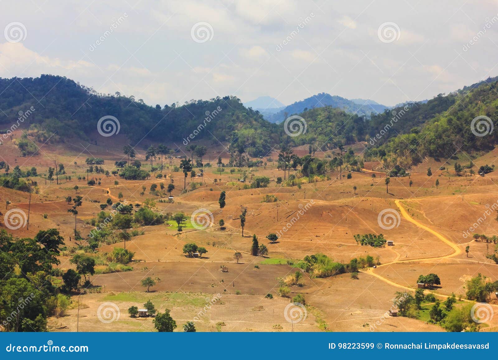 Succession or Encroachment of Tree into a Clearing Stock Image - Image ...