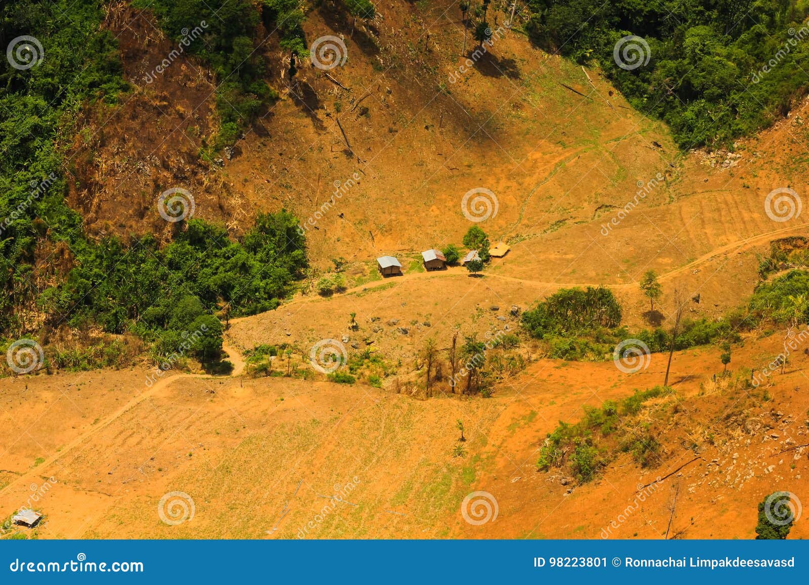 Succession or Encroachment of Tree into a Clearing Stock Image - Image ...