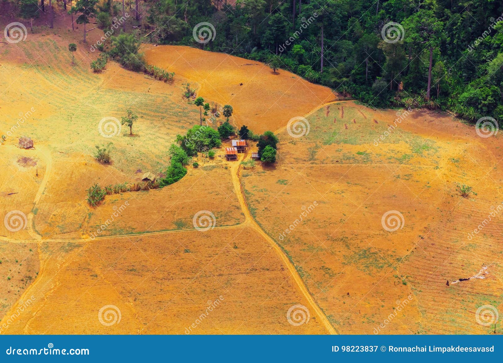 Succession or Encroachment of Tree into a Clearing Stock Image - Image ...