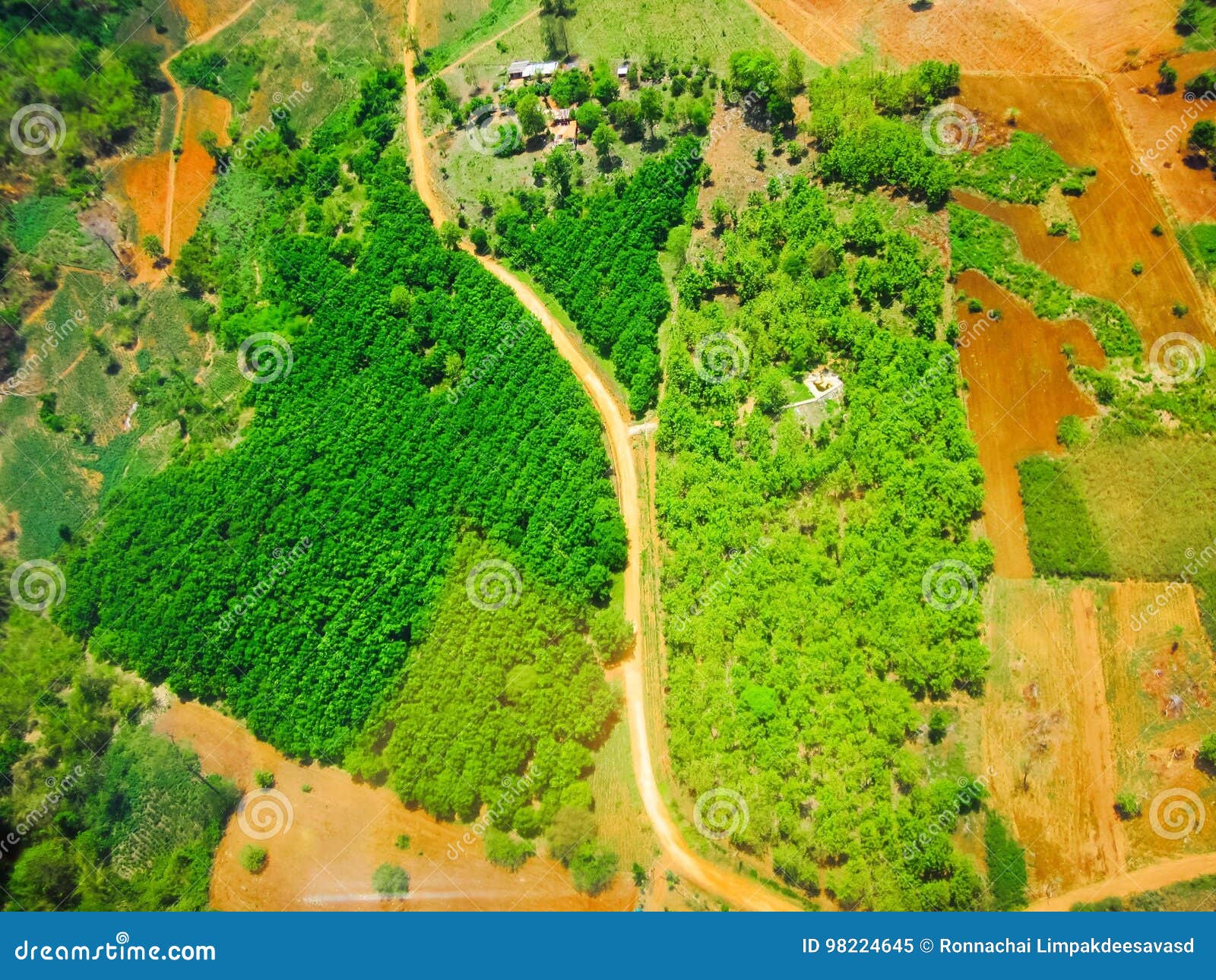 Succession or Encroachment of Tree into a Clearing Stock Image - Image ...