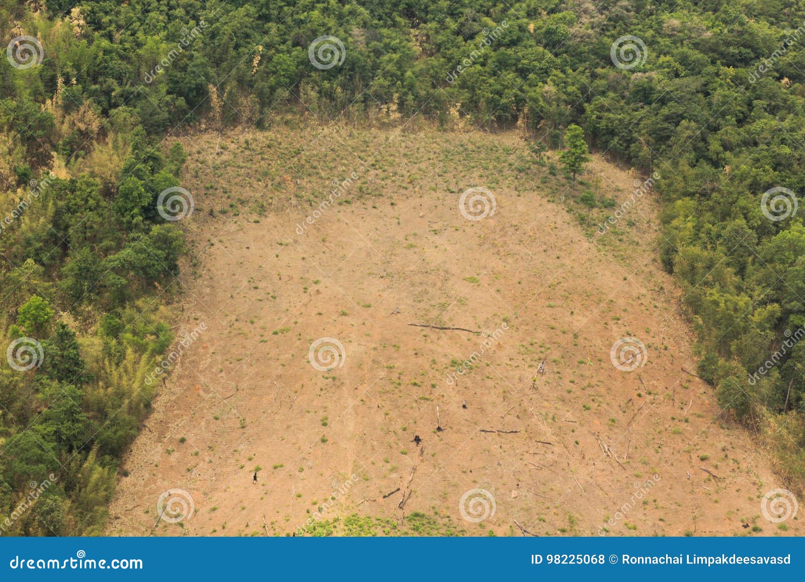 Succession or Encroachment of Tree into a Clearing Stock Photo - Image ...