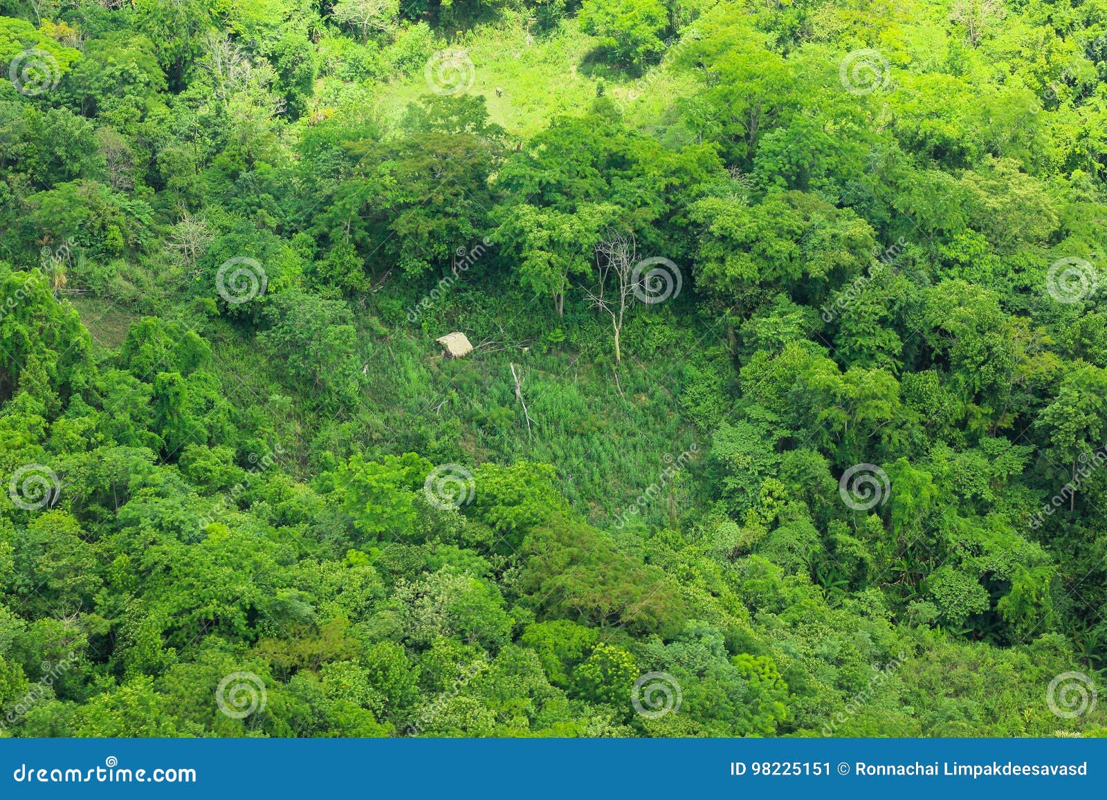 Succession or Encroachment of Tree into a Clearing Stock Image - Image ...