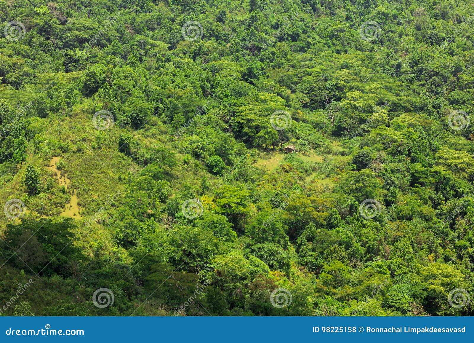 Succession or Encroachment of Tree into a Clearing Stock Photo - Image ...