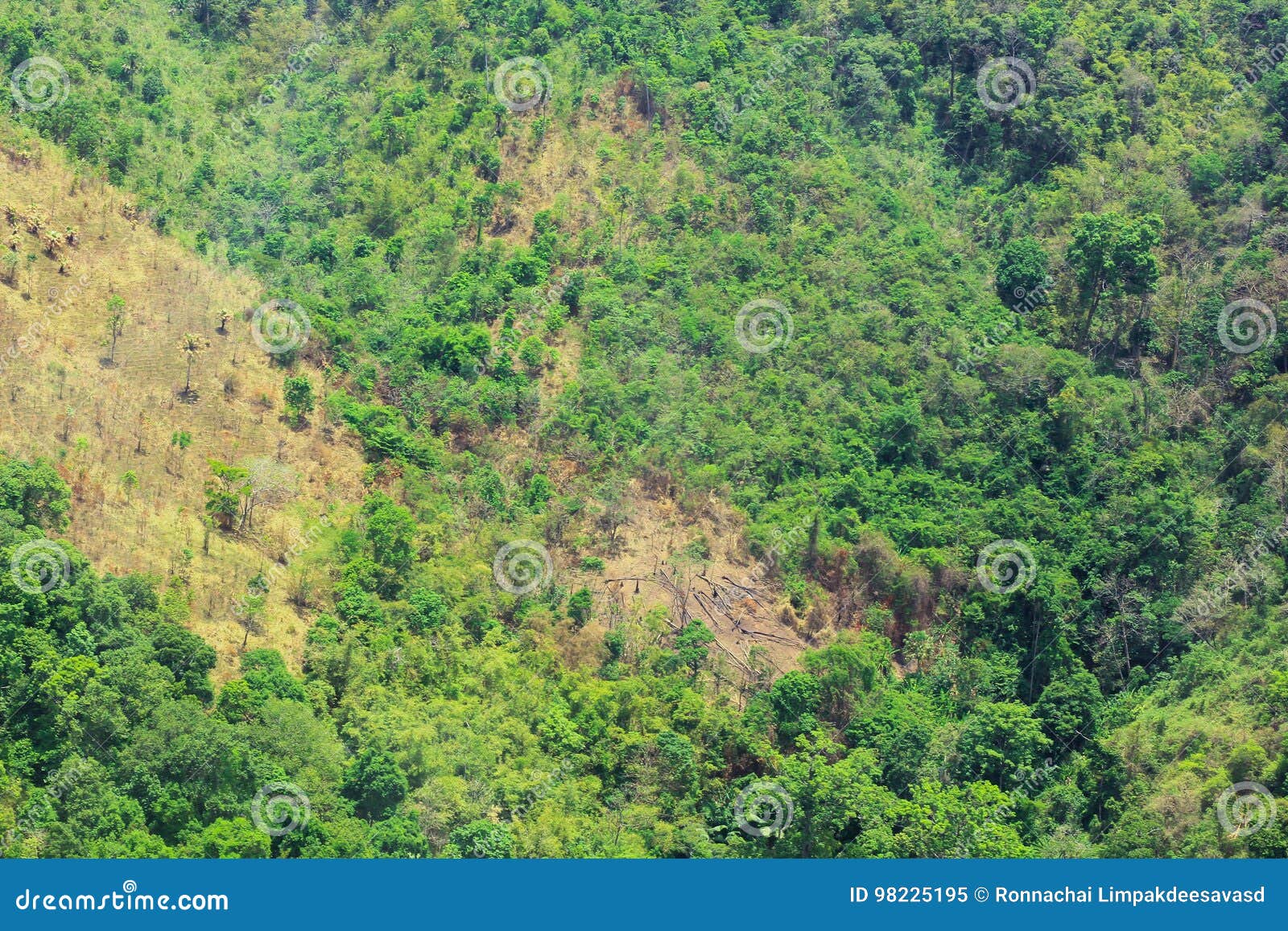 Succession or Encroachment of Tree into a Clearing Stock Image - Image ...