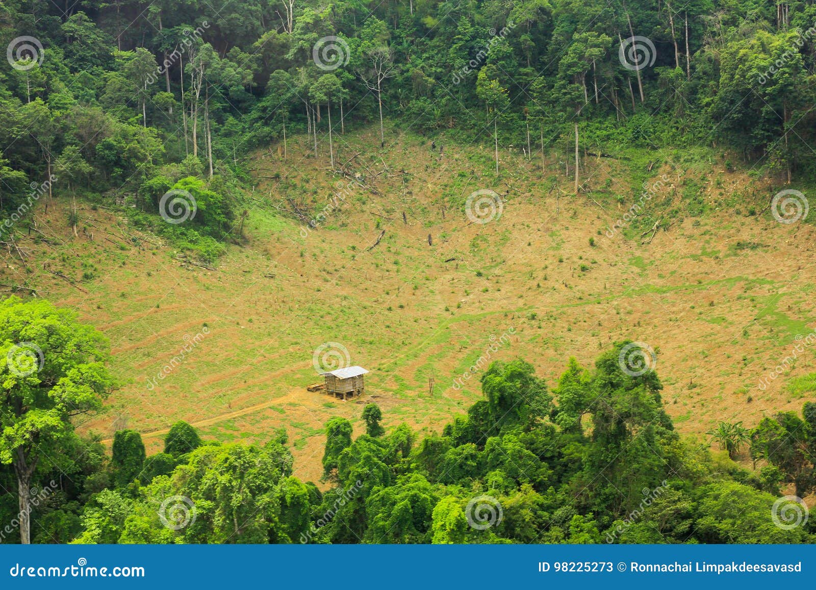 Succession Encroachment Of Trees Into A Clearing Stock Photography ...