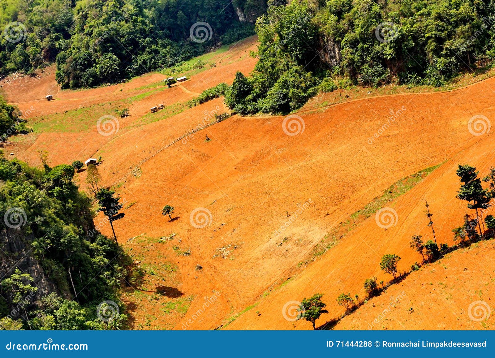Succession Encroachment of Trees into a Clearing Stock Photo - Image of ...
