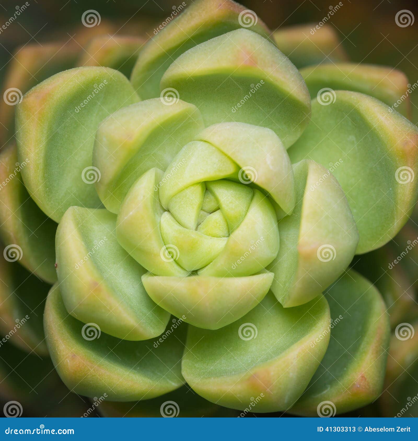 Succulence II stock image. Image of chicago, glencoe - 41303313