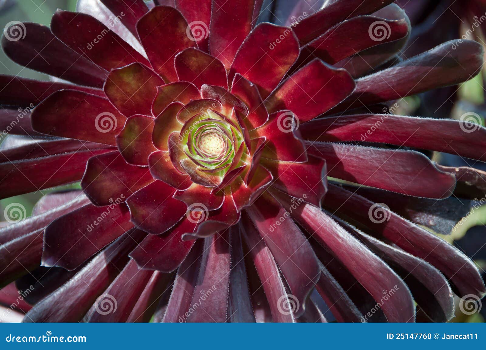Succulent Aeonium flower stock photo. Image of flora - 25147760