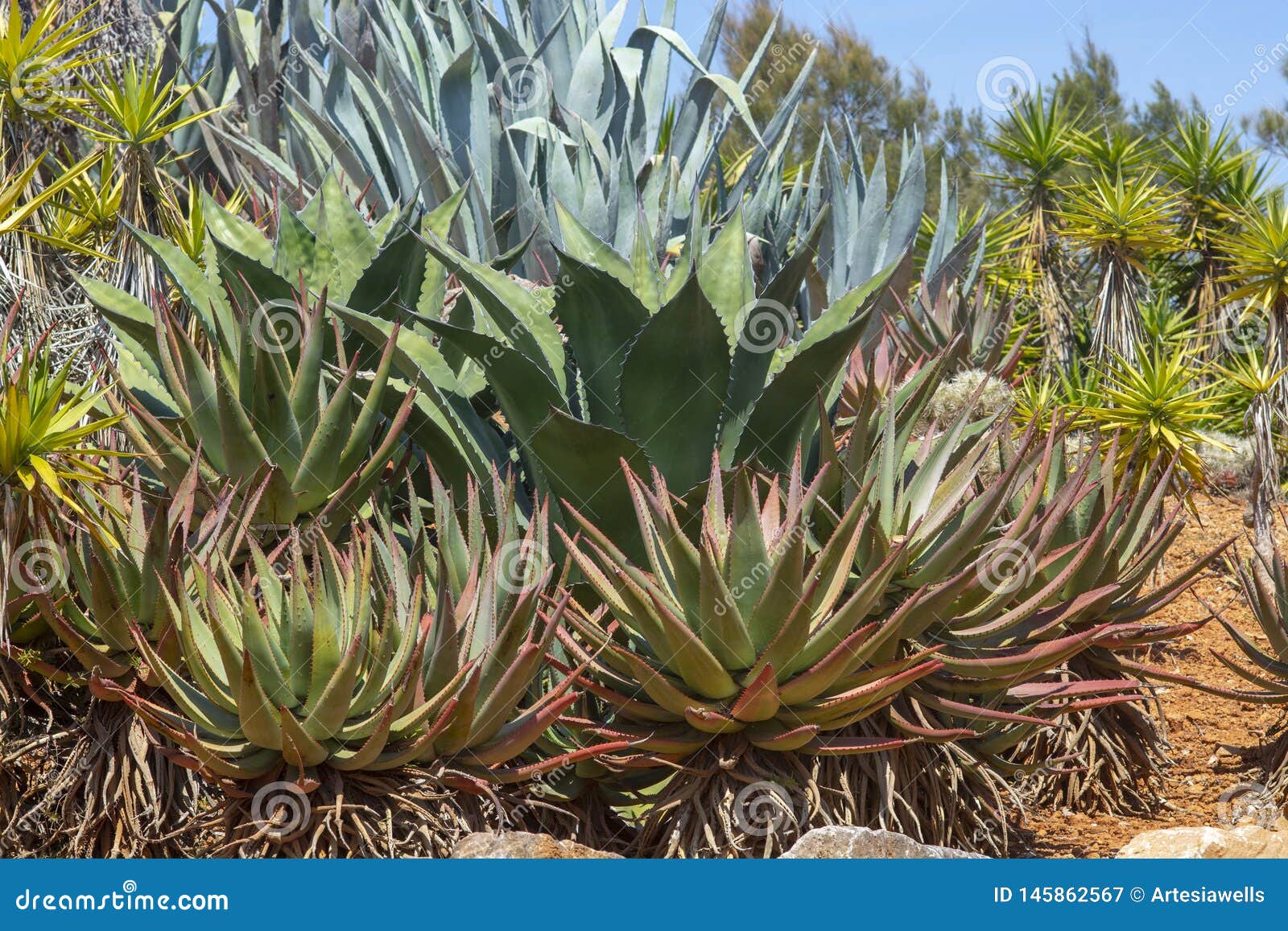 Succulent Agave and Aloe Vera Plants Stock Image - Image of agave ...