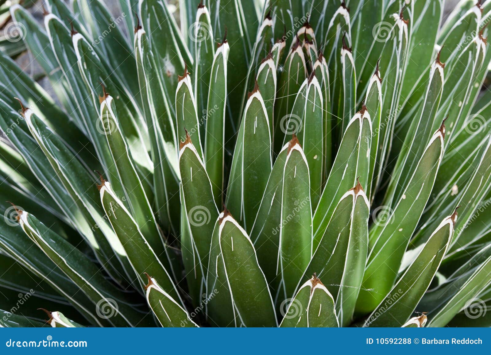 Succulent Agave Plant stock photo. Image of texture, cure - 10592288