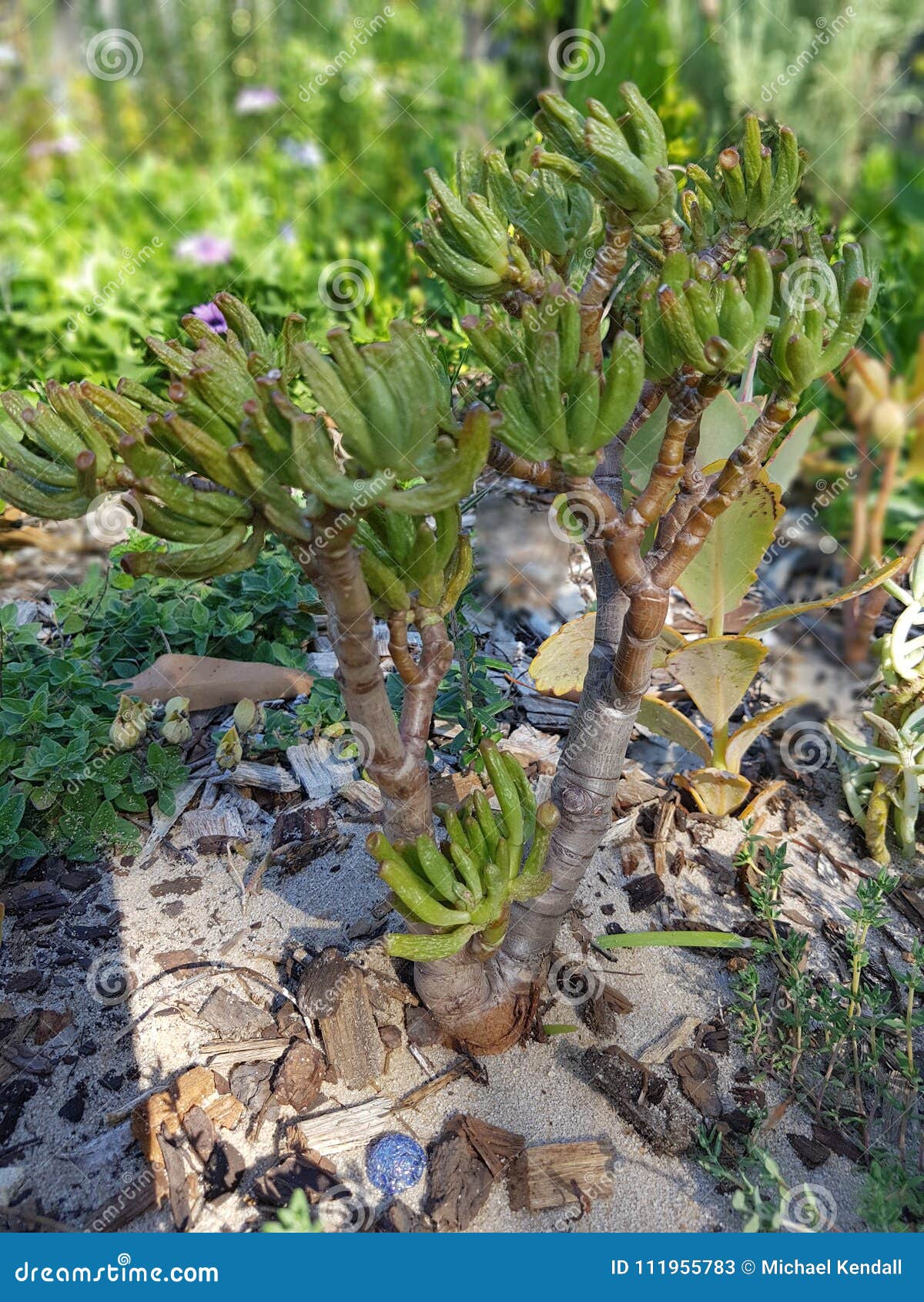 Tree of life stock image. Image of succulent, alien - 111955783