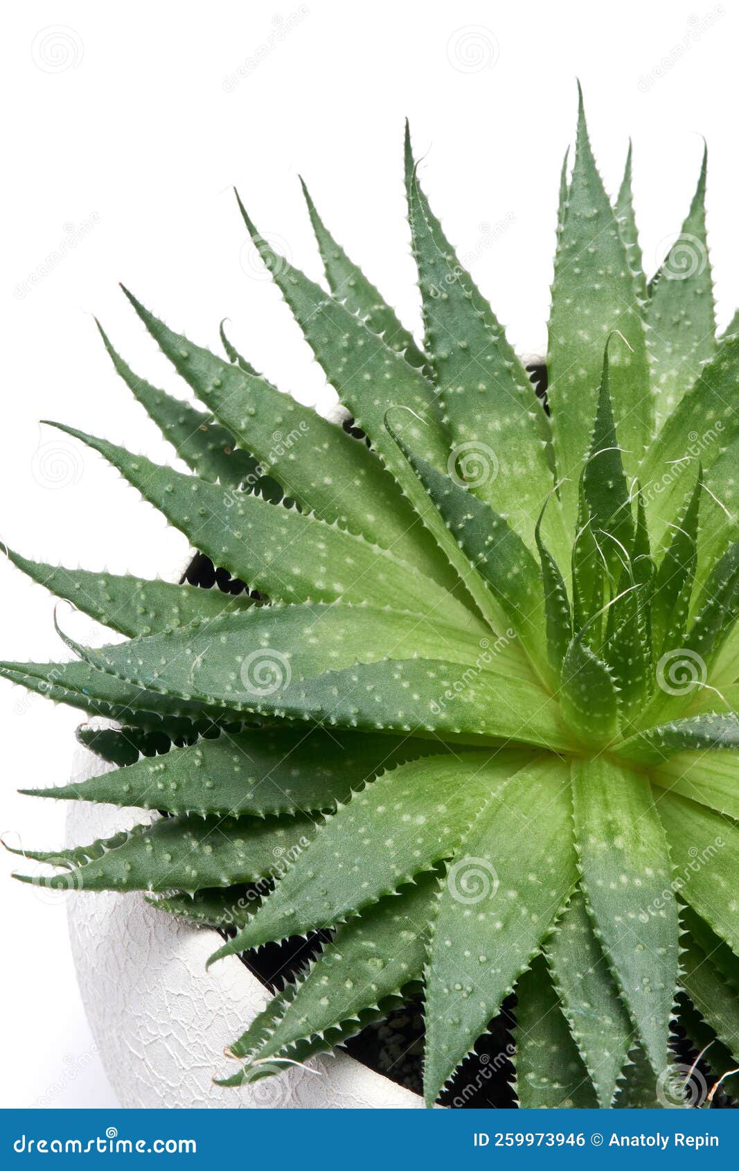 Succulent Aloe Aristata Plant in White Ceramic Pot Isolated on White ...