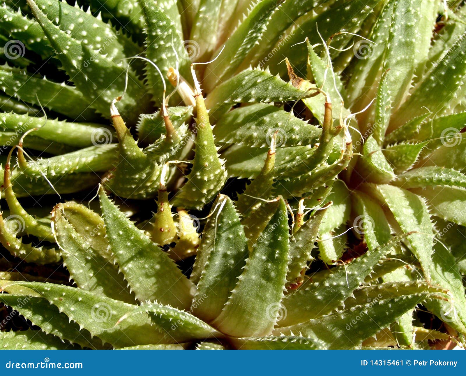 Succulent background stock image. Image of plant, object - 14315461