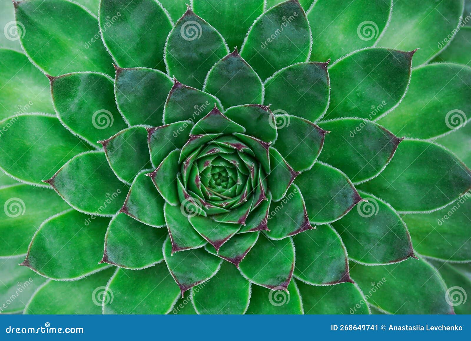 Succulent Background. High Quality Texture of the Succulent Stock Image ...