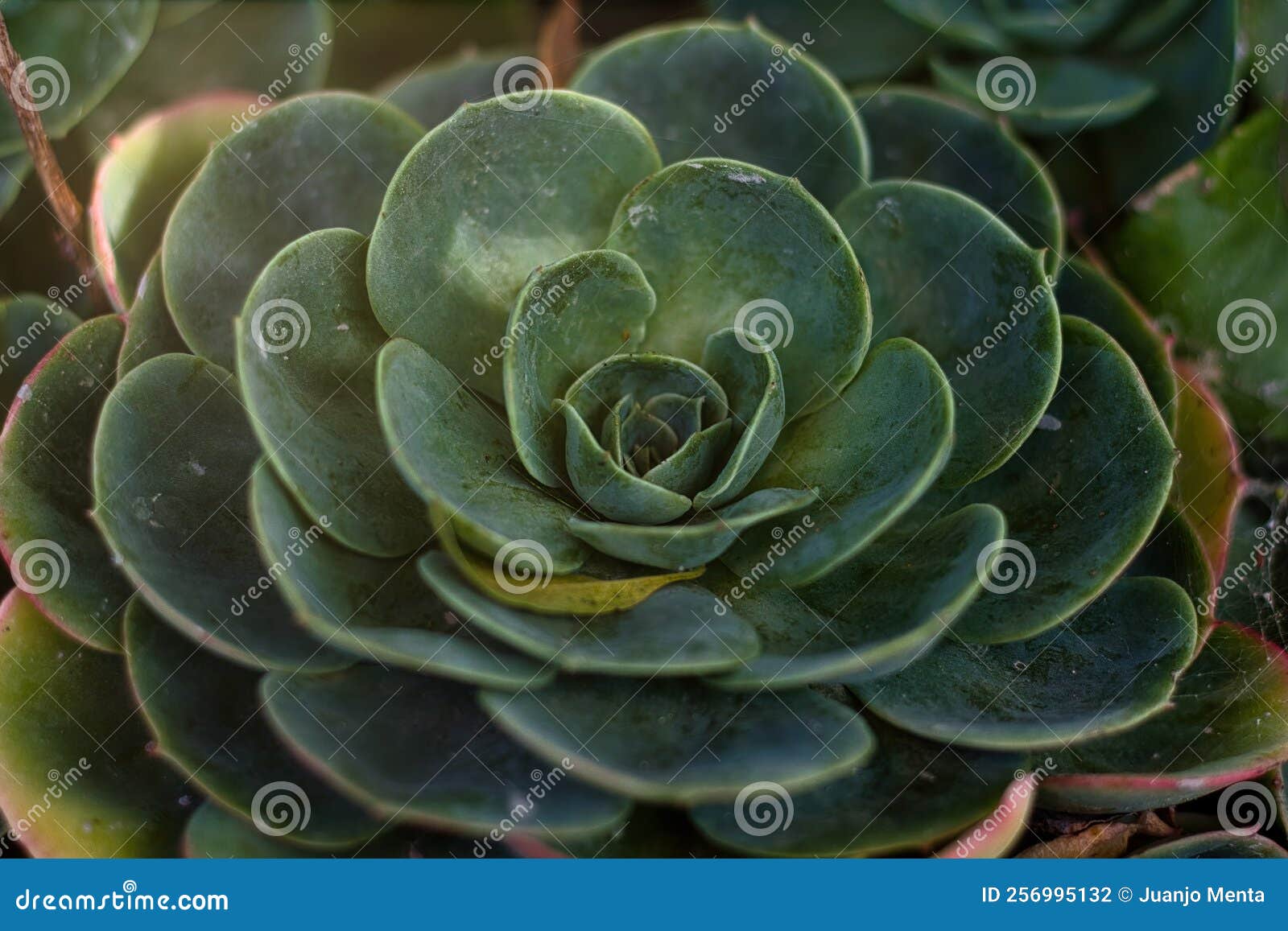 Succulent Background. High Quality Texture of the Succulent. Plant ...