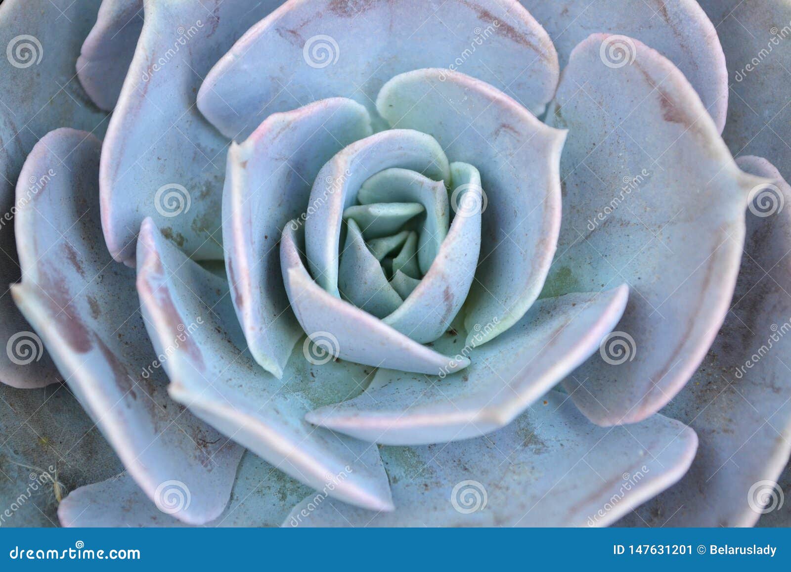 Succulent Blue Rosette Flower Pattern Closeup Background Stock Image ...
