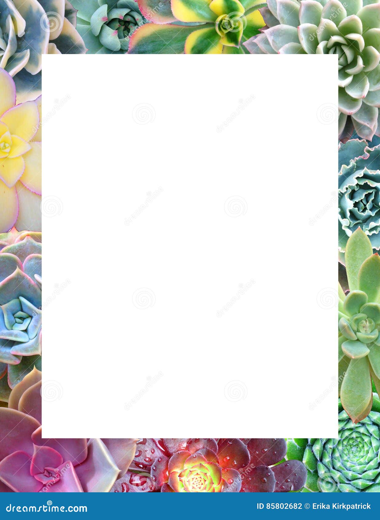 Succulent Border stock photo. Image of design, green - 85802682