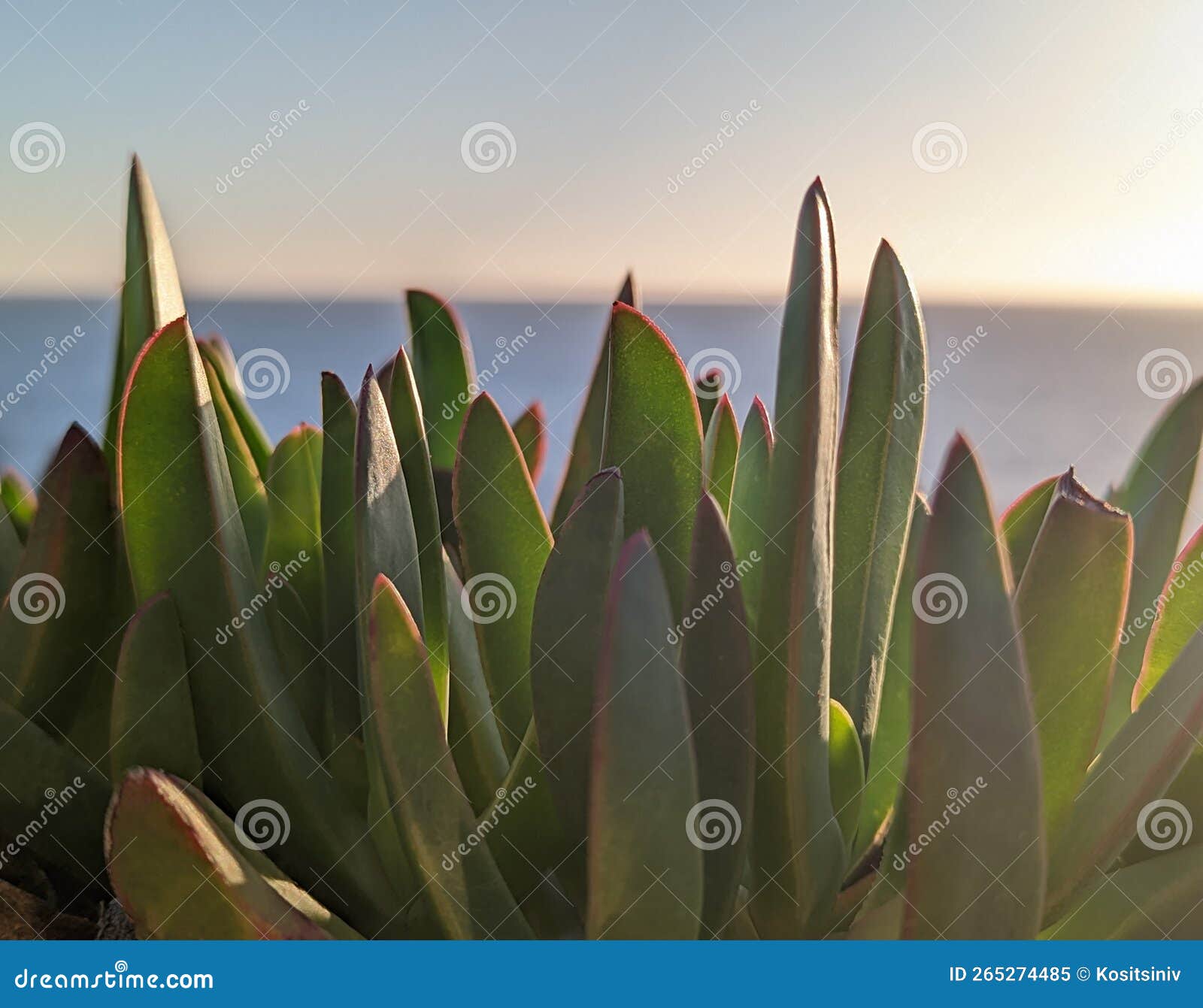 Succulent Cactus on the Background of the Ocean Stock Image - Image of ...