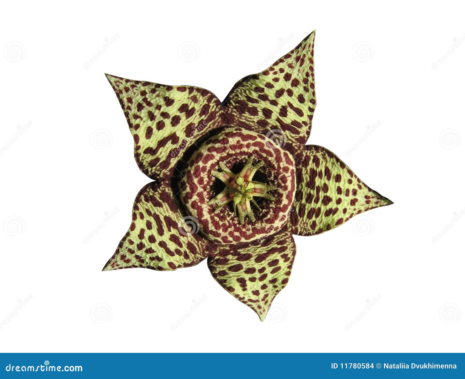 Succulent Cactus Flower Isolation Stock Photo - Image of brown, closeup ...