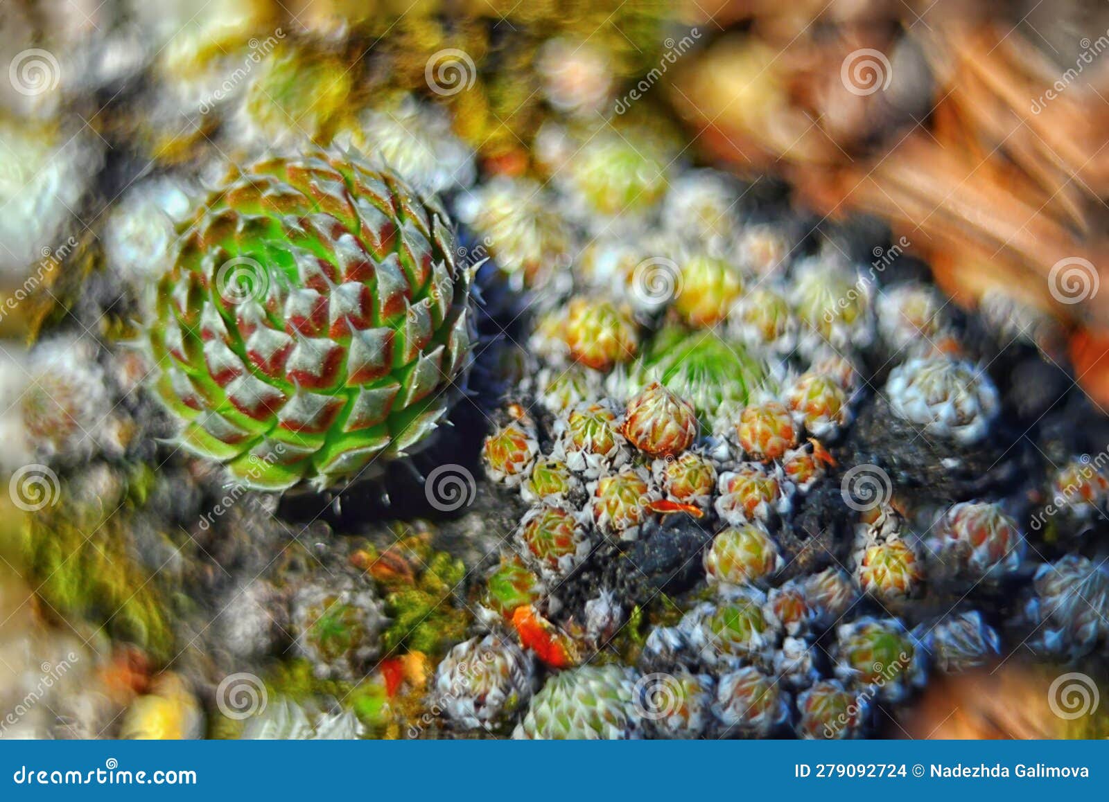 Succulent Close-up in the Forest on a Background of Moss and Lichen ...