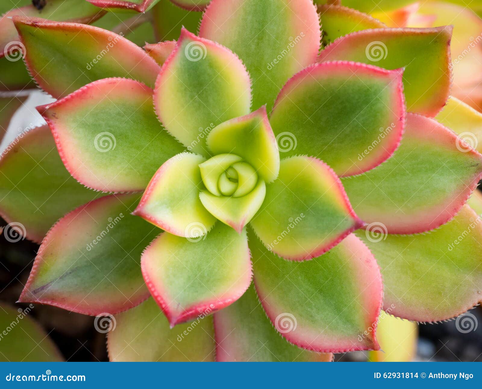 Succulent Close-up / Macro stock photo. Image of crassulaceae - 62931814