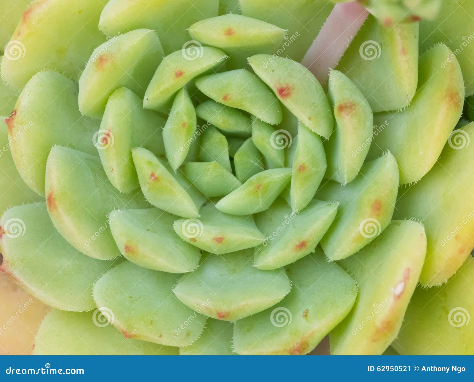 Succulent Close-up / Macro stock image. Image of crassulaceae - 62950521