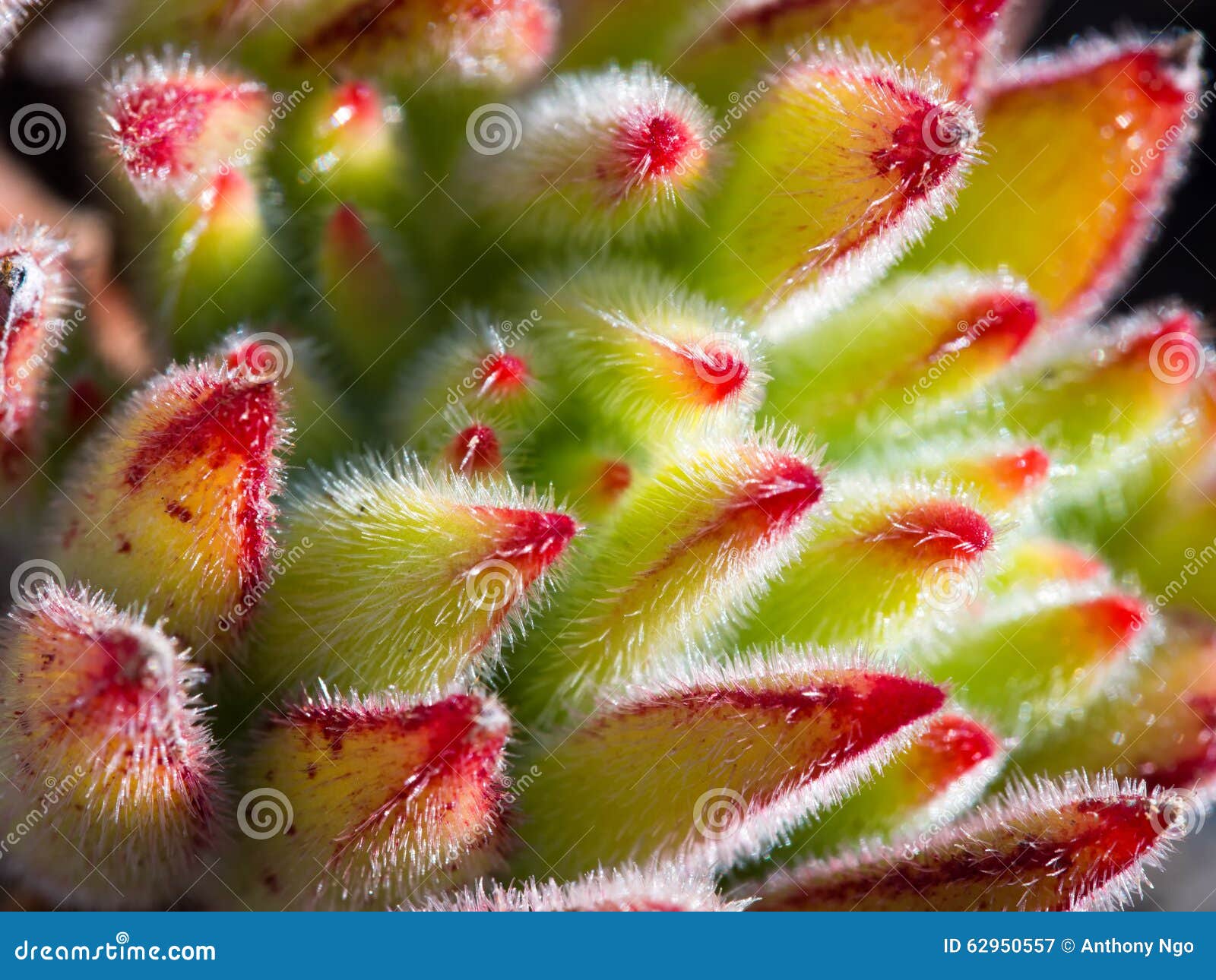Succulent Close-up / Macro stock image. Image of botanical - 62950557