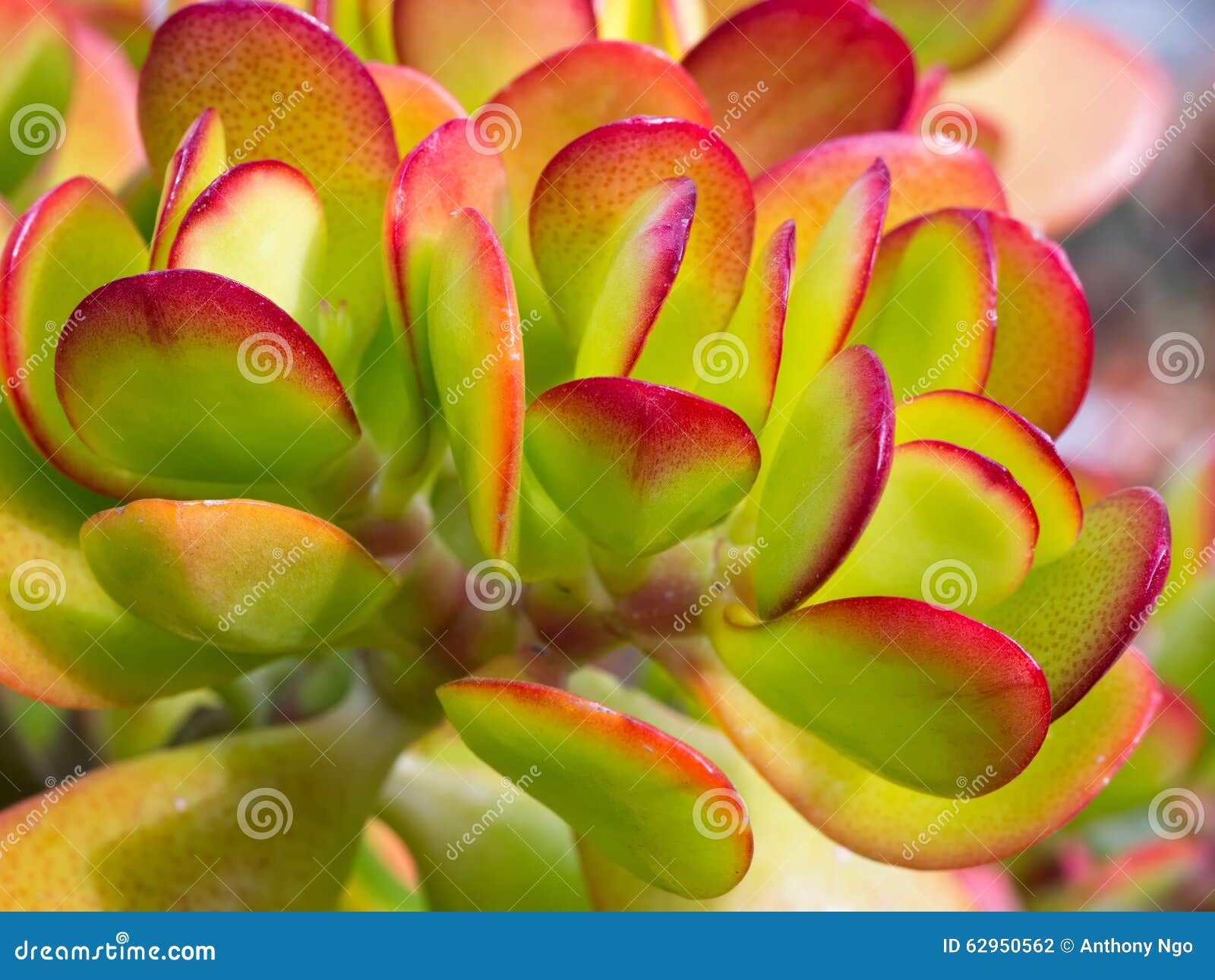 Succulent Close-up / Macro stock photo. Image of natural - 62950562