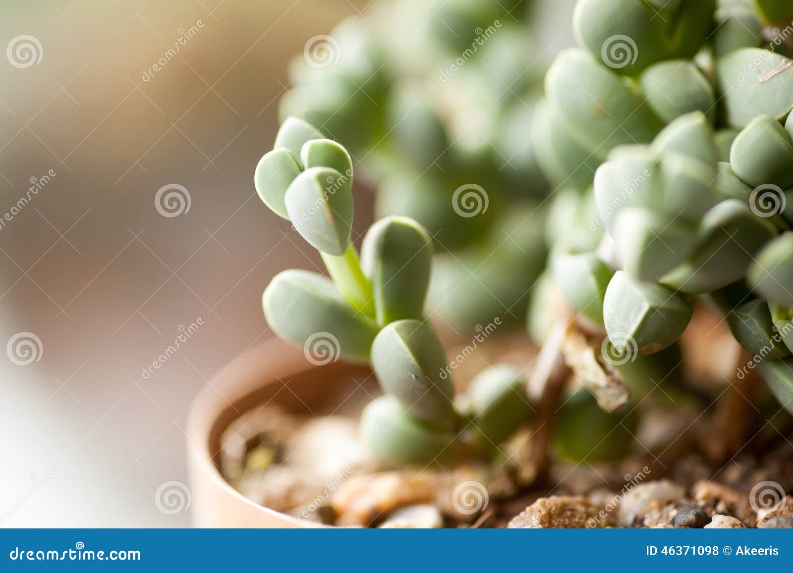Succulent stock photo. Image of botanical, botany, cactus - 46371098
