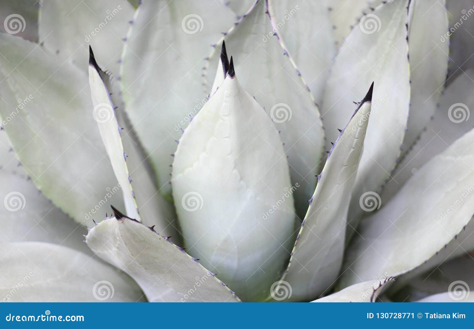 Succulent Close-up, Texture, Background Stock Image - Image of cactus ...